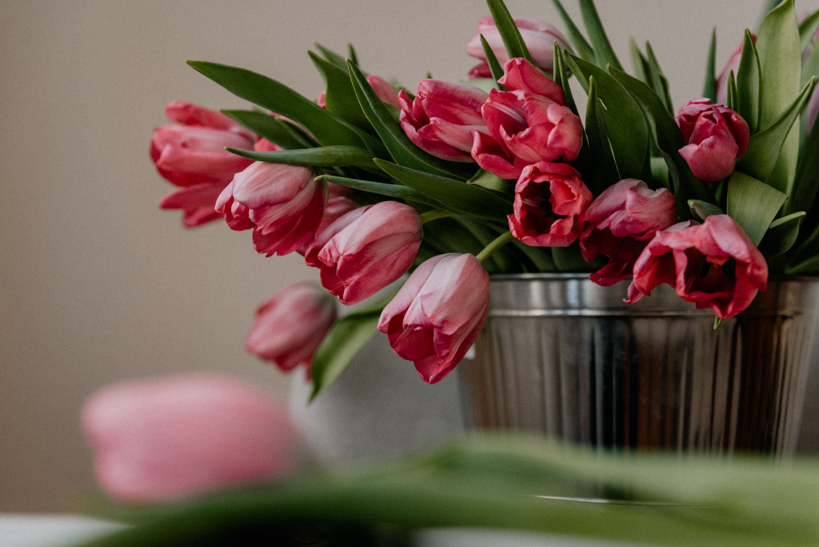 Pink Tulips in Bucket · Free Stock Photo