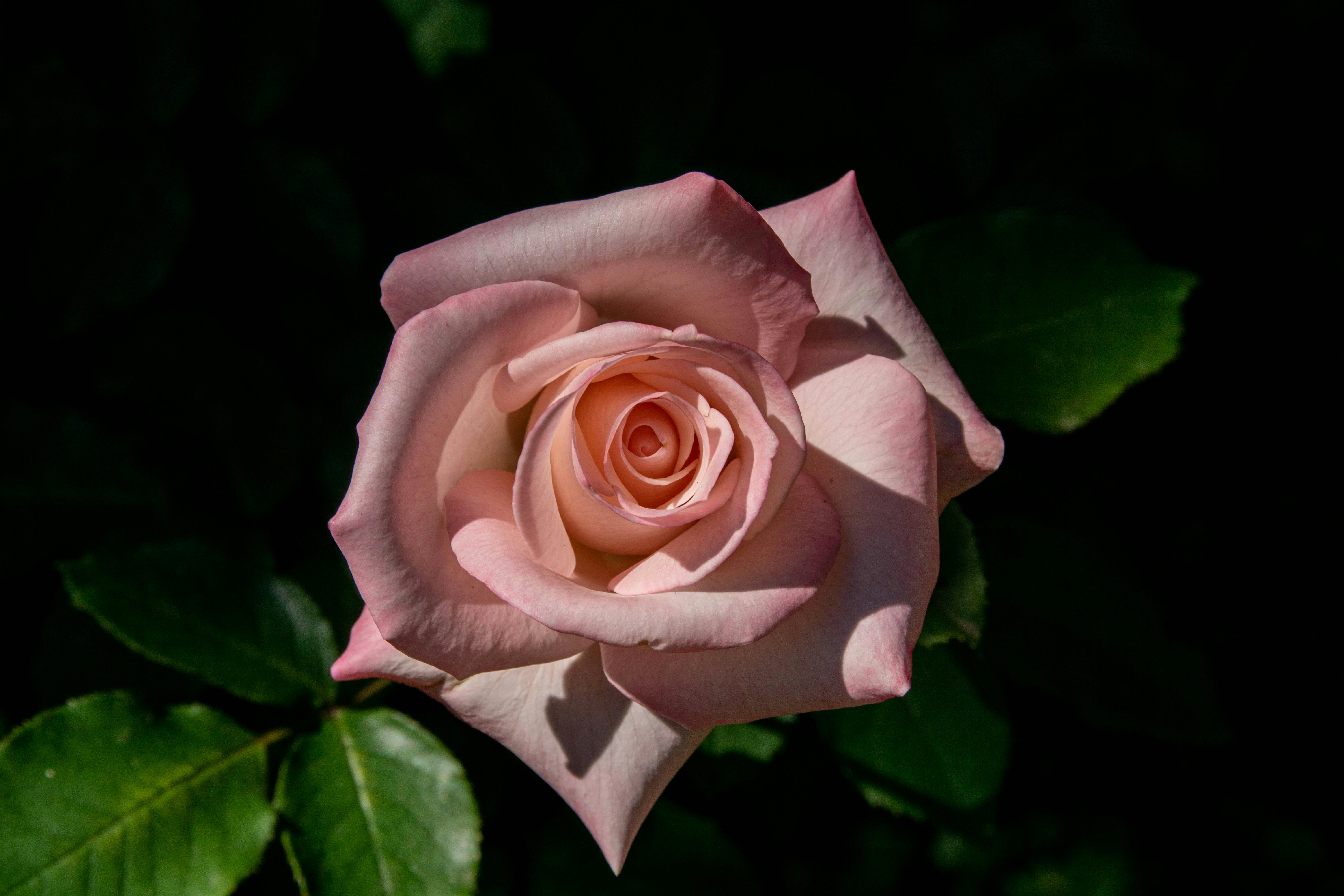 Top View of Roses · Free Stock Photo