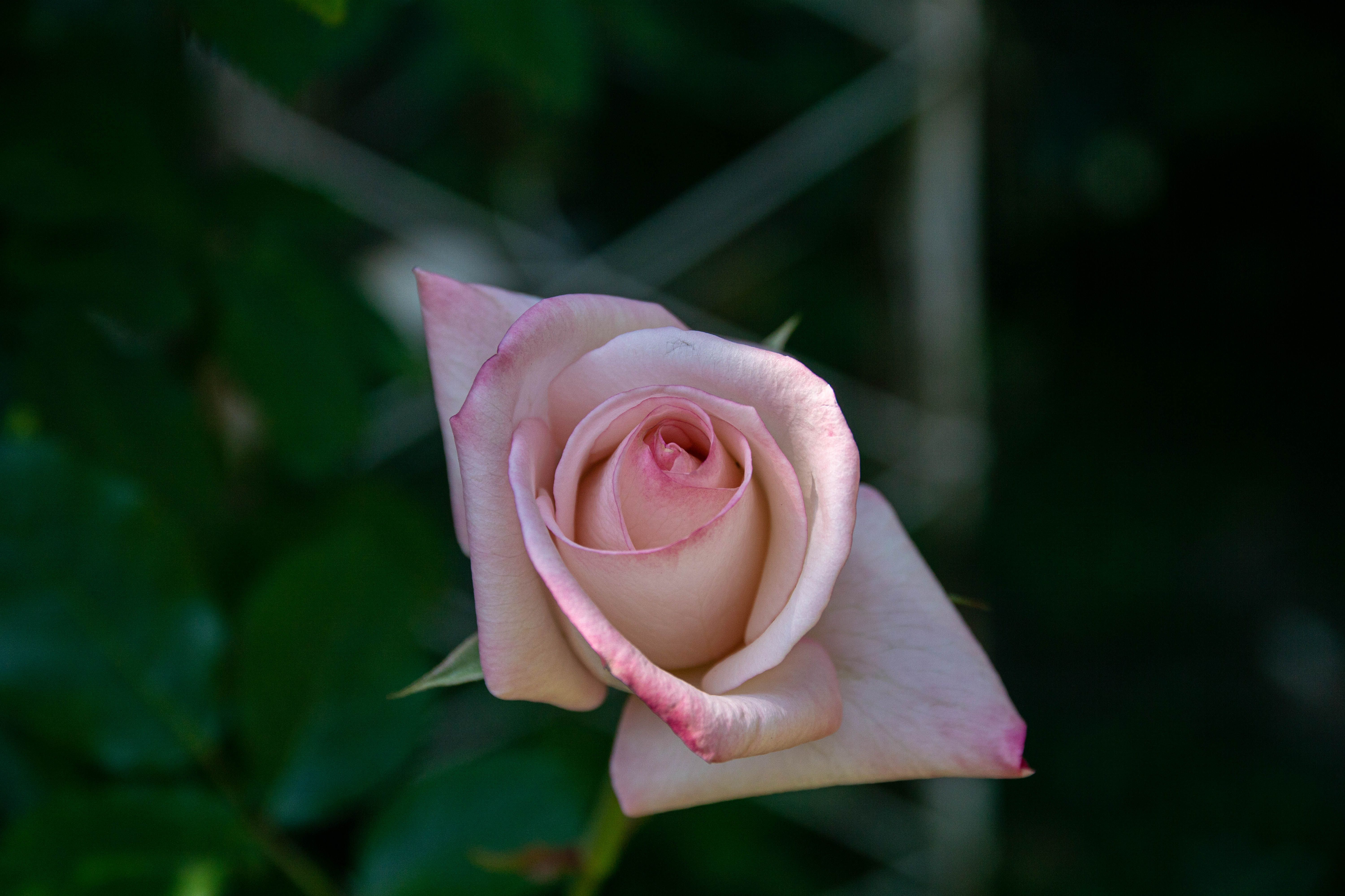 Close up of Roses · Free Stock Photo
