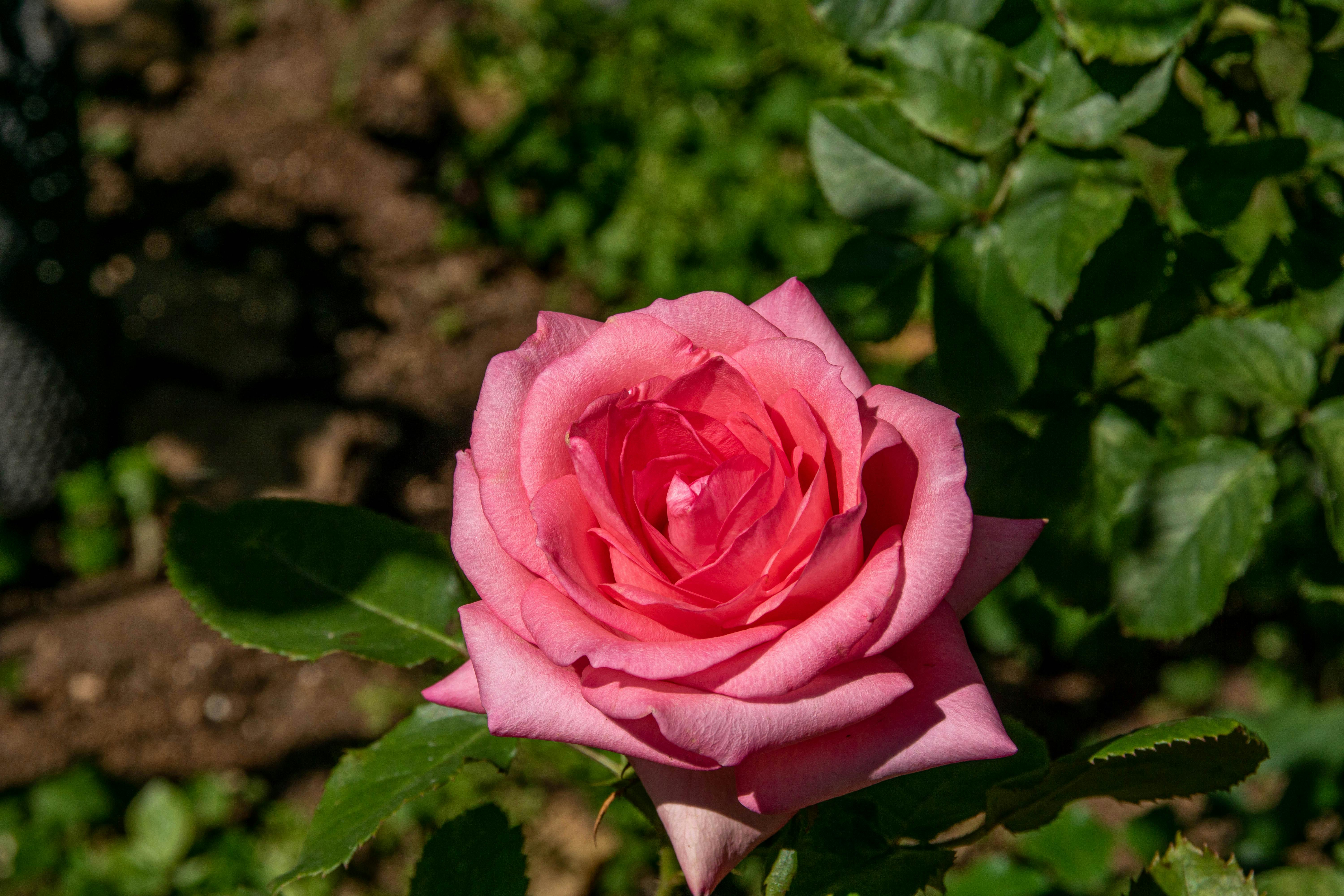 Close up of Pink Rose · Free Stock Photo
