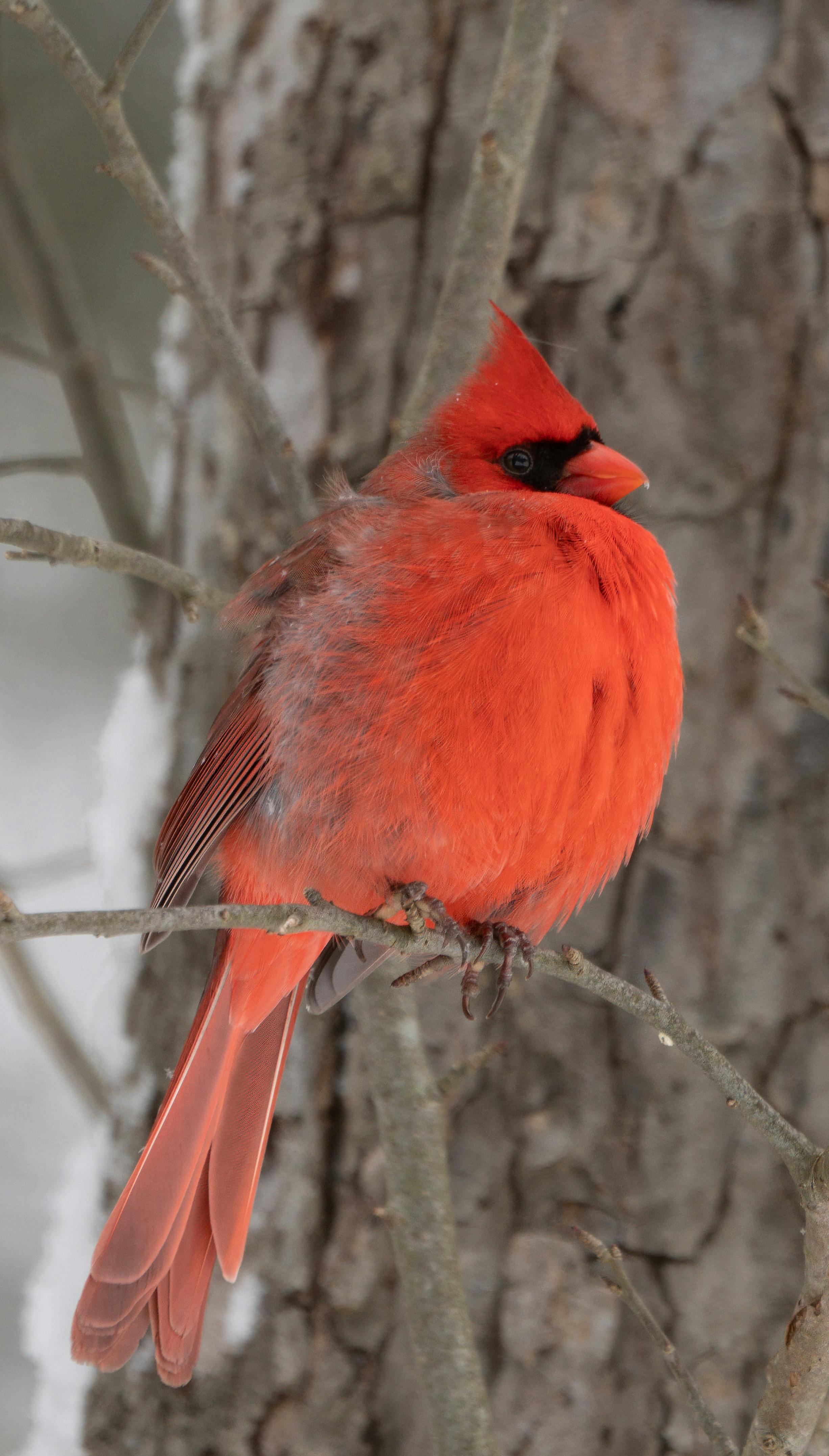 Red Cardinal Bird · Free Stock Photo
