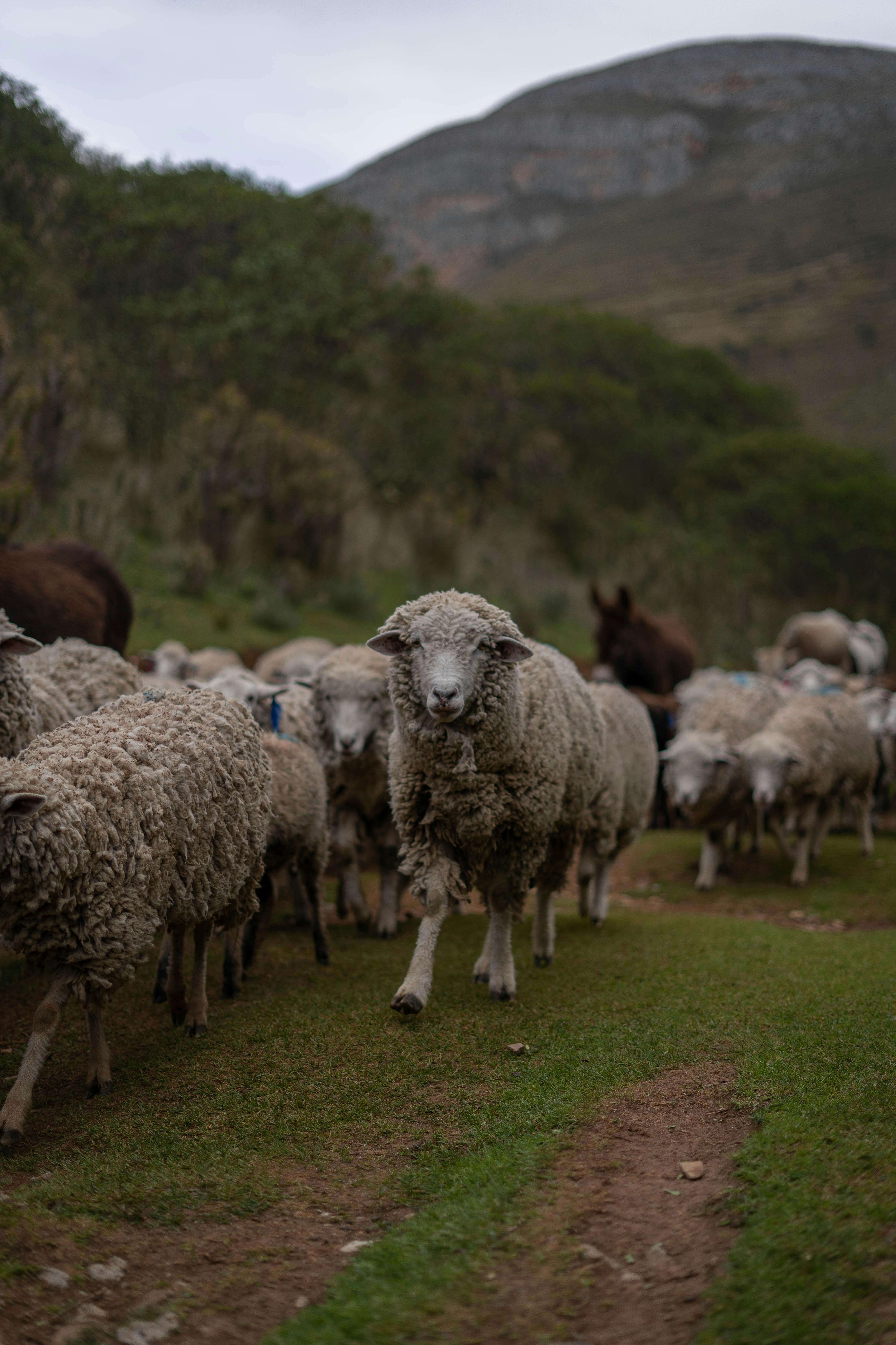 Foto de stock gratuita sobre agricultura, agricultura peruana, al aire ...