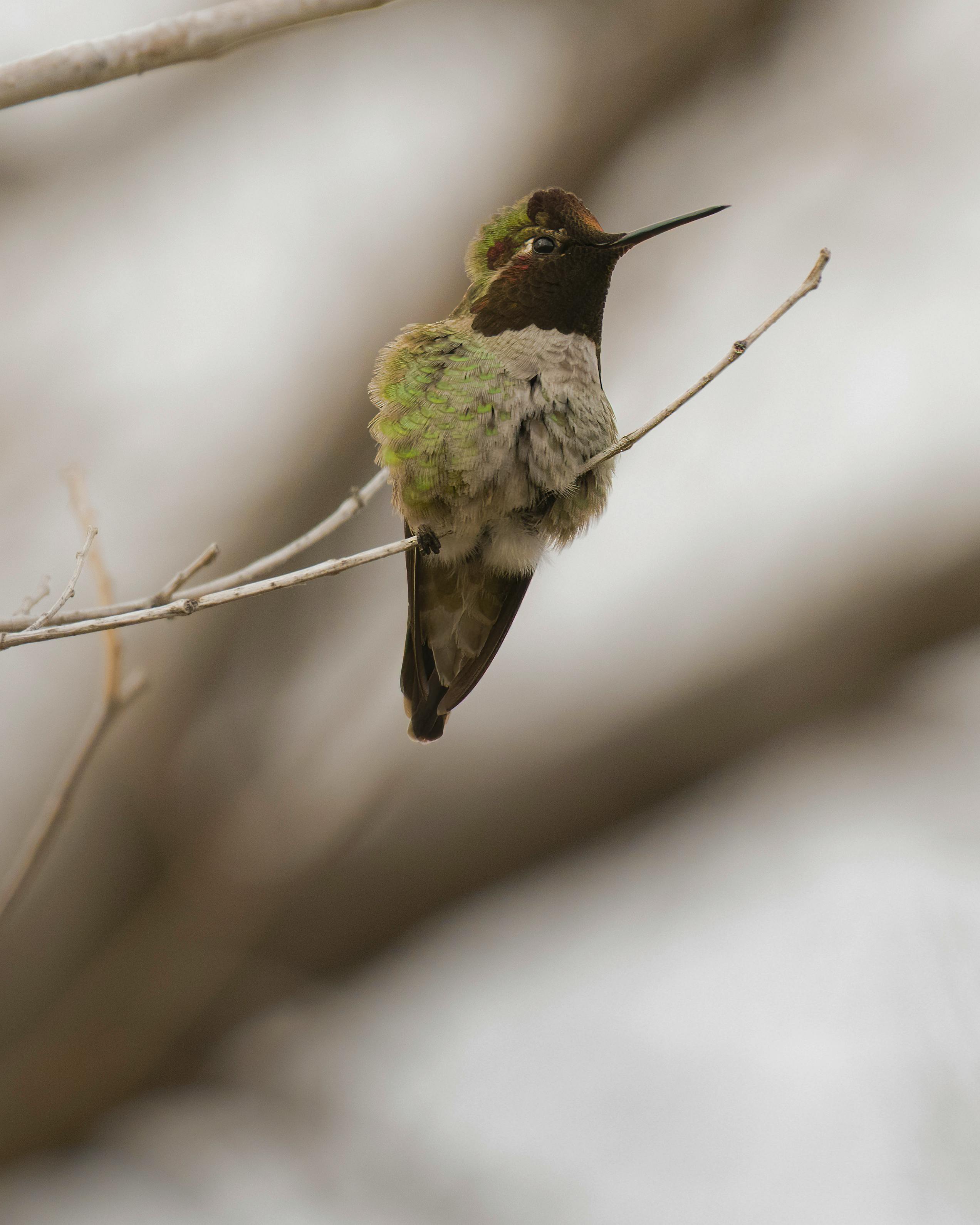 Hummingbird Perching on Branch · Free Stock Photo