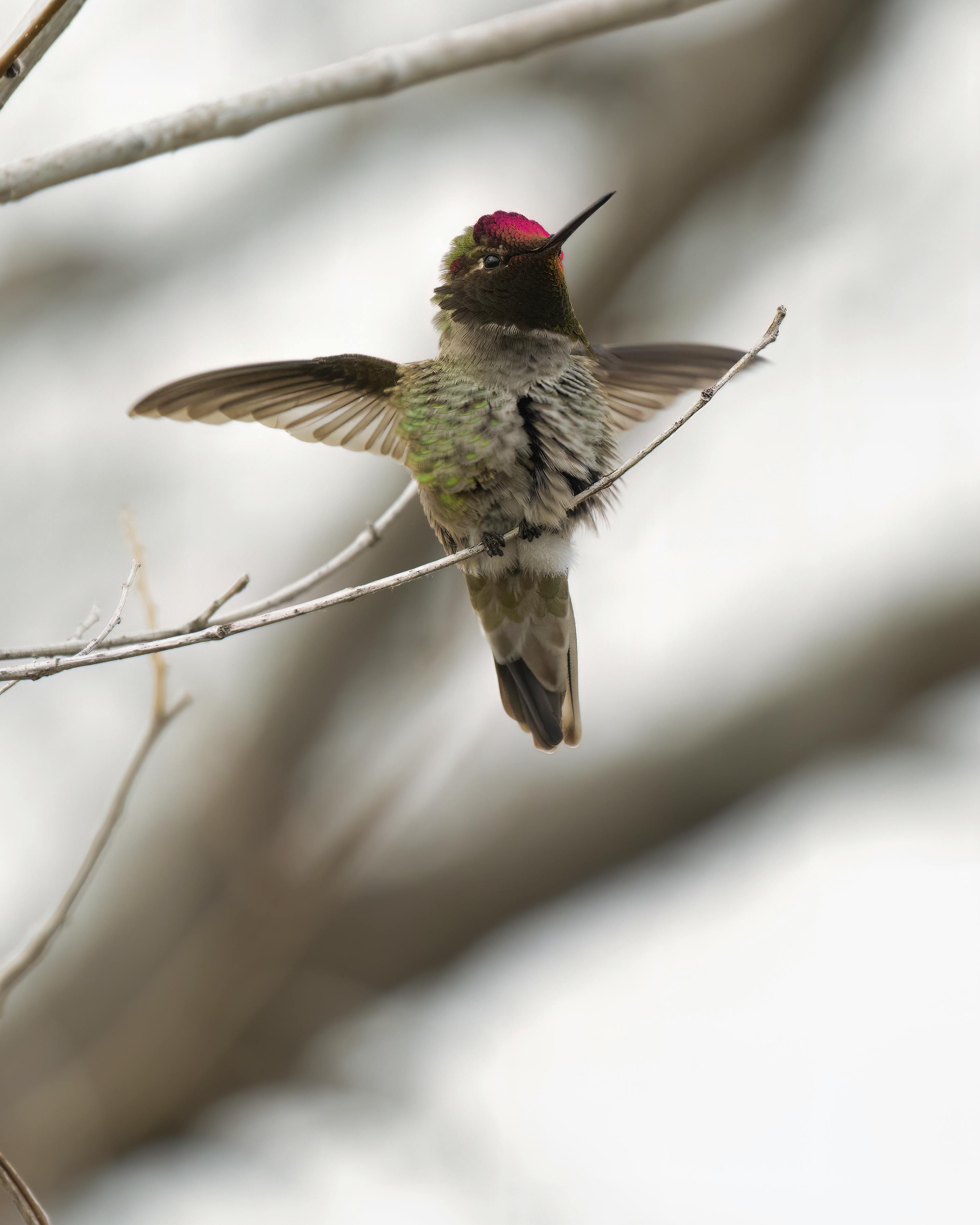 Close up of Bird Perching · Free Stock Photo