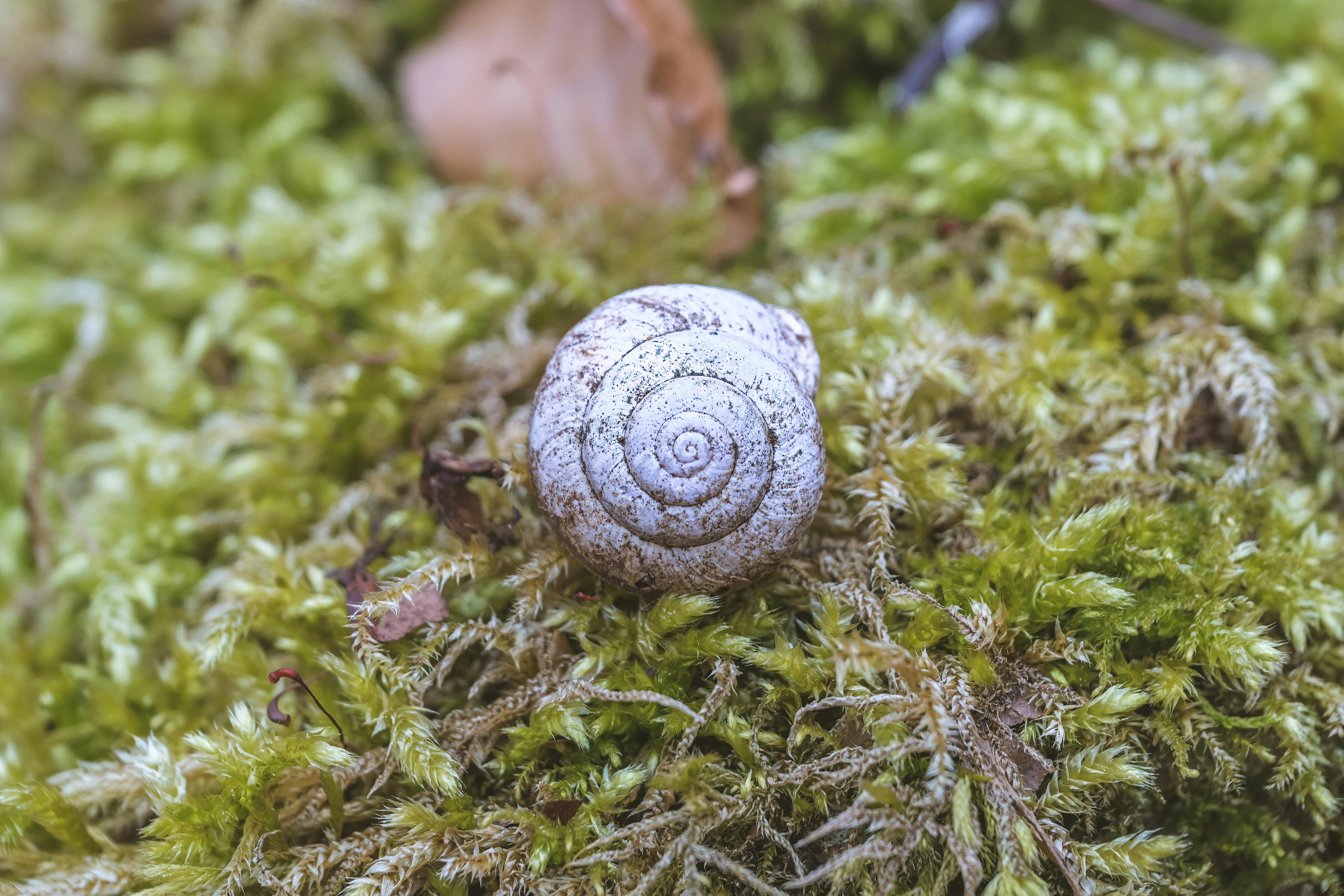 Snail Shell in Close Up · Free Stock Photo