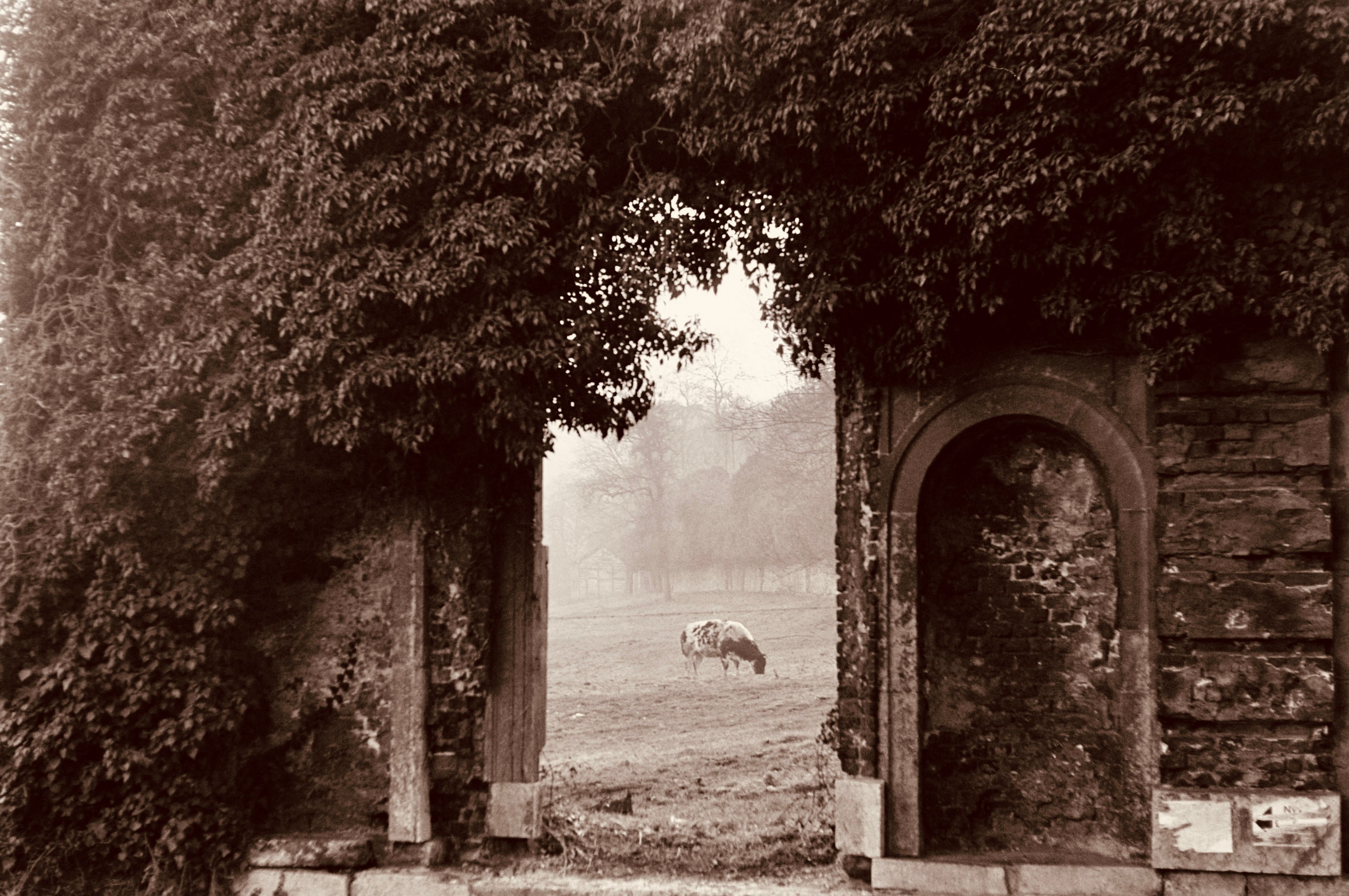 Gate with a View of a Cow in the Pasture · Free Stock Photo