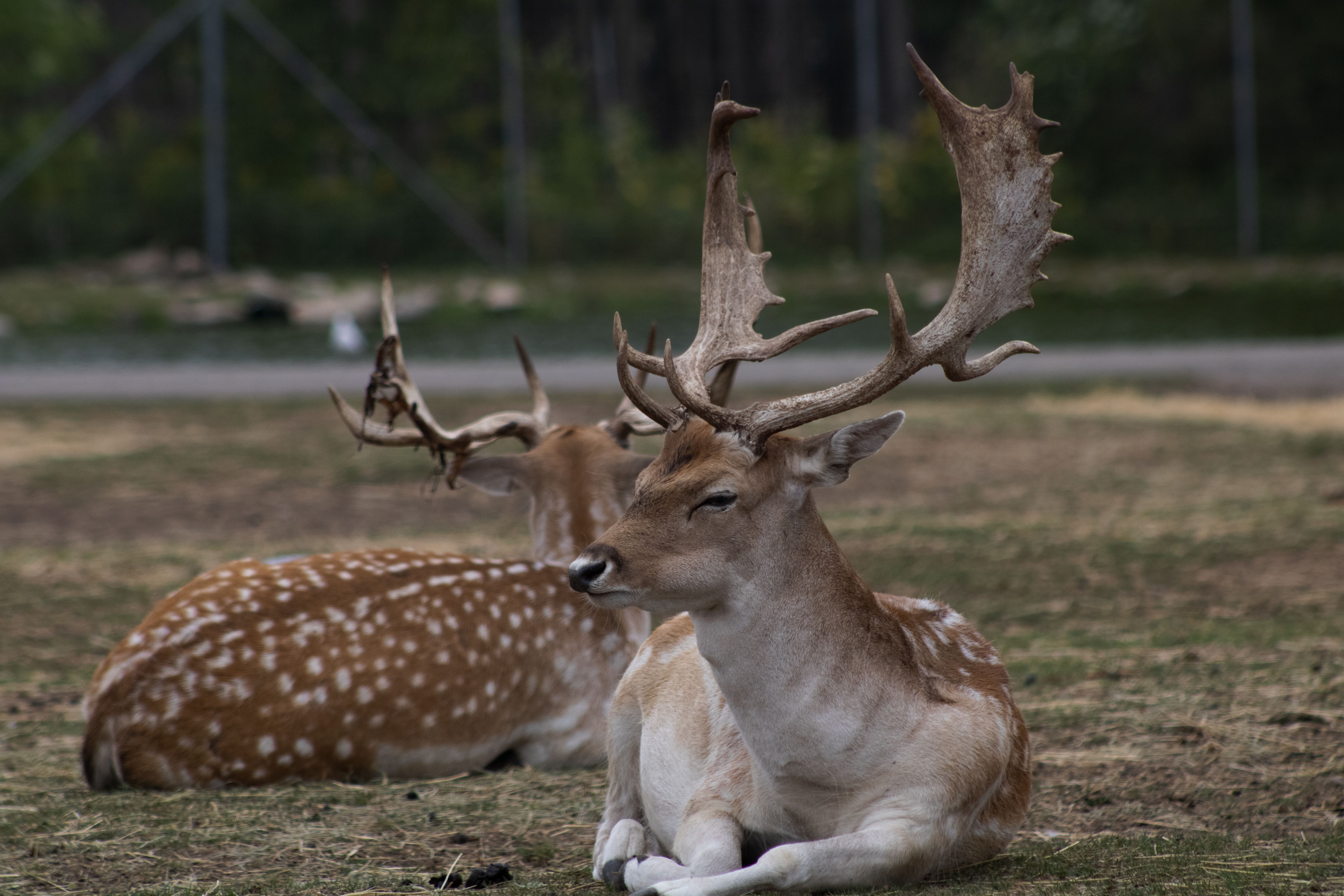 A Fallow Deer Lying on the Ground · Free Stock Photo