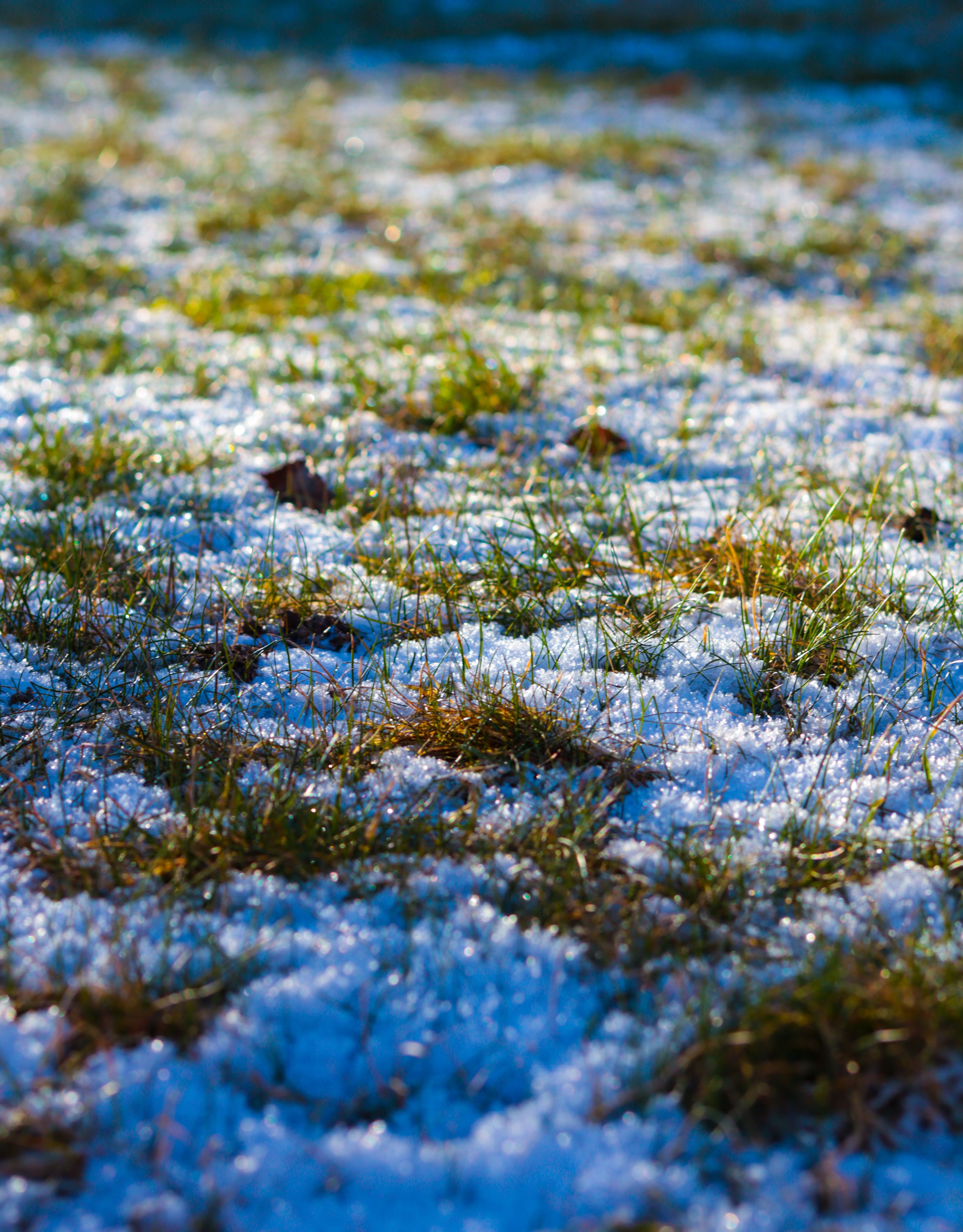 Grass in Snow · Free Stock Photo