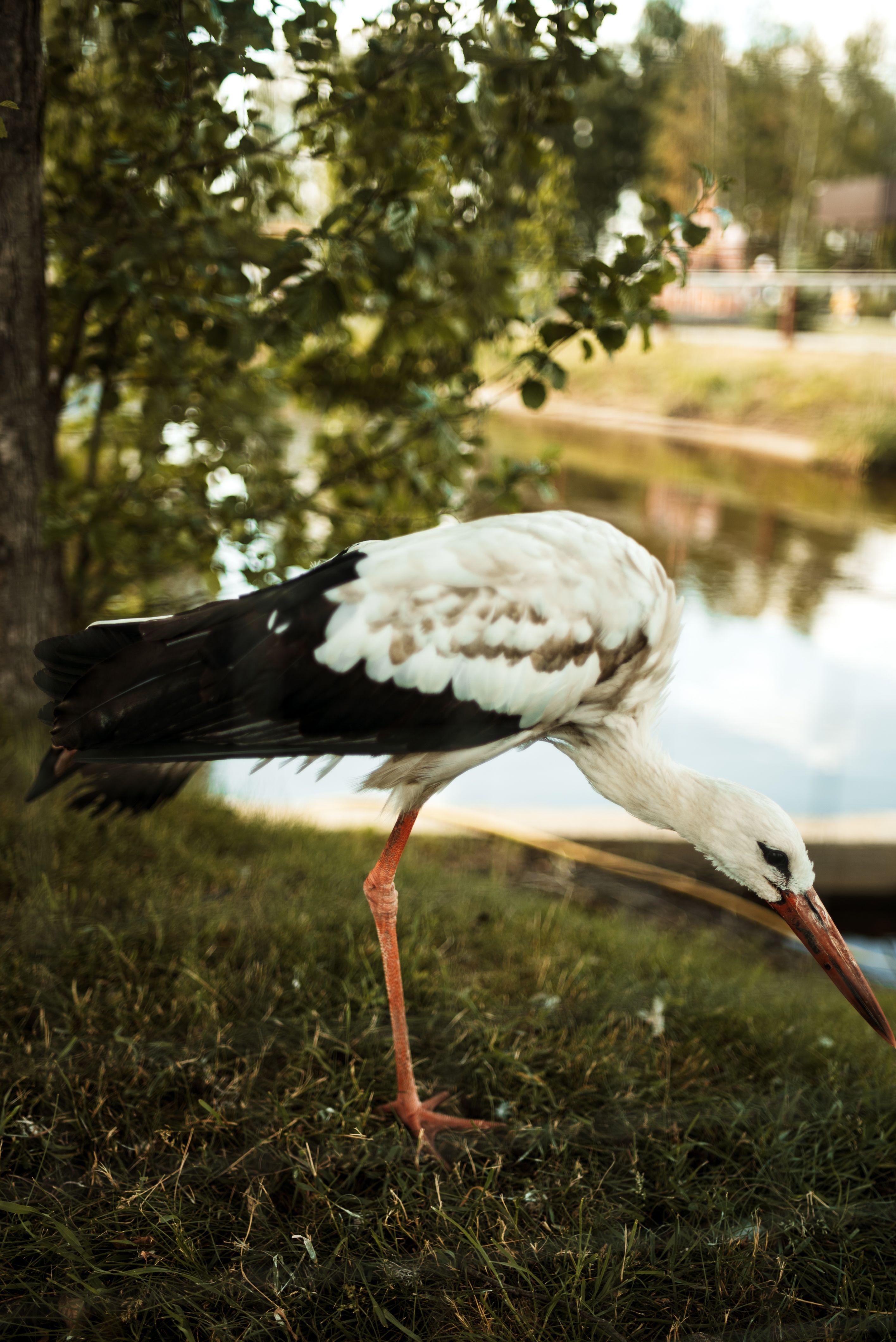 Stork in Close Up · Free Stock Photo