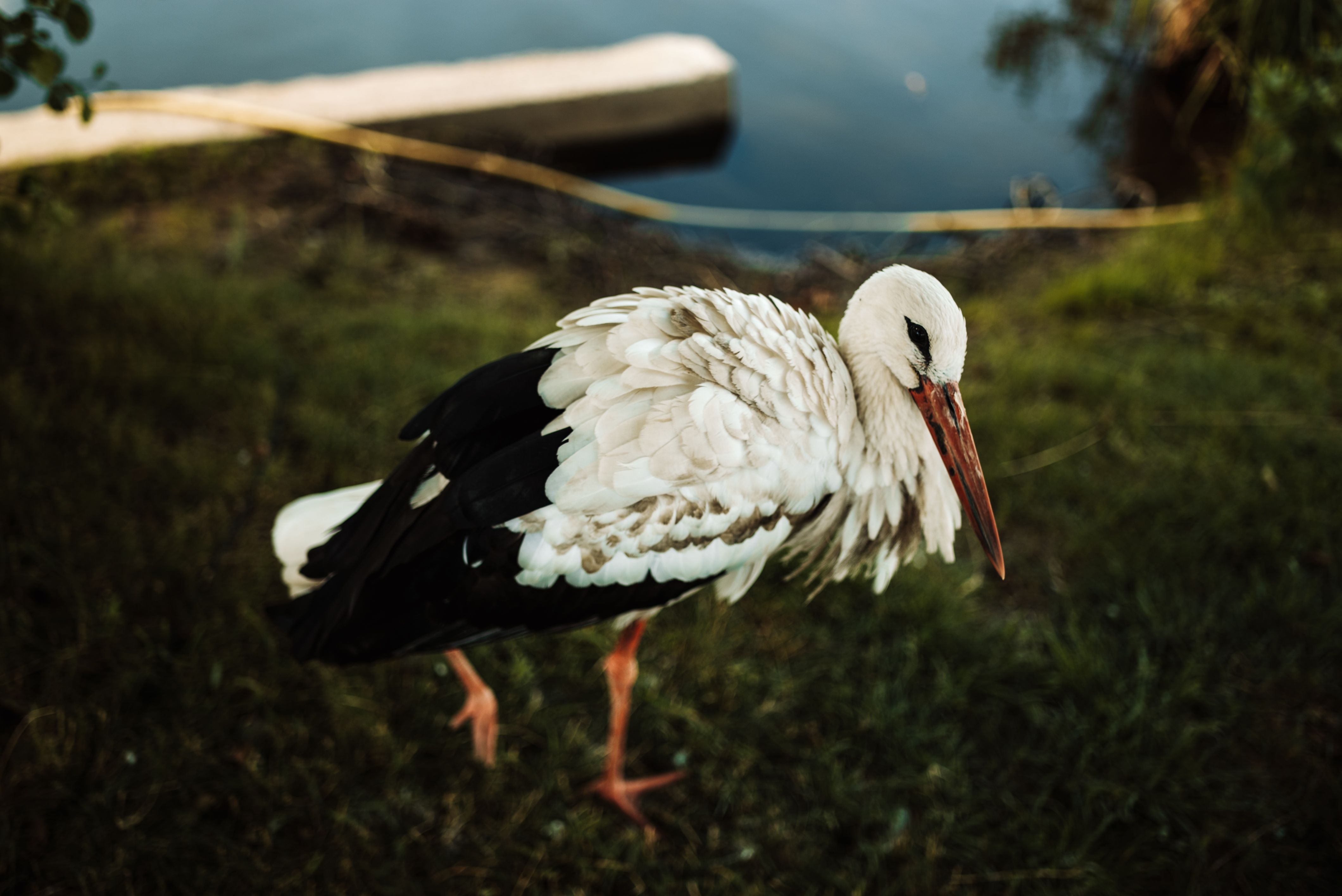 Middelalderlig Stork Photos, Download The BEST Free Middelalderlig ...