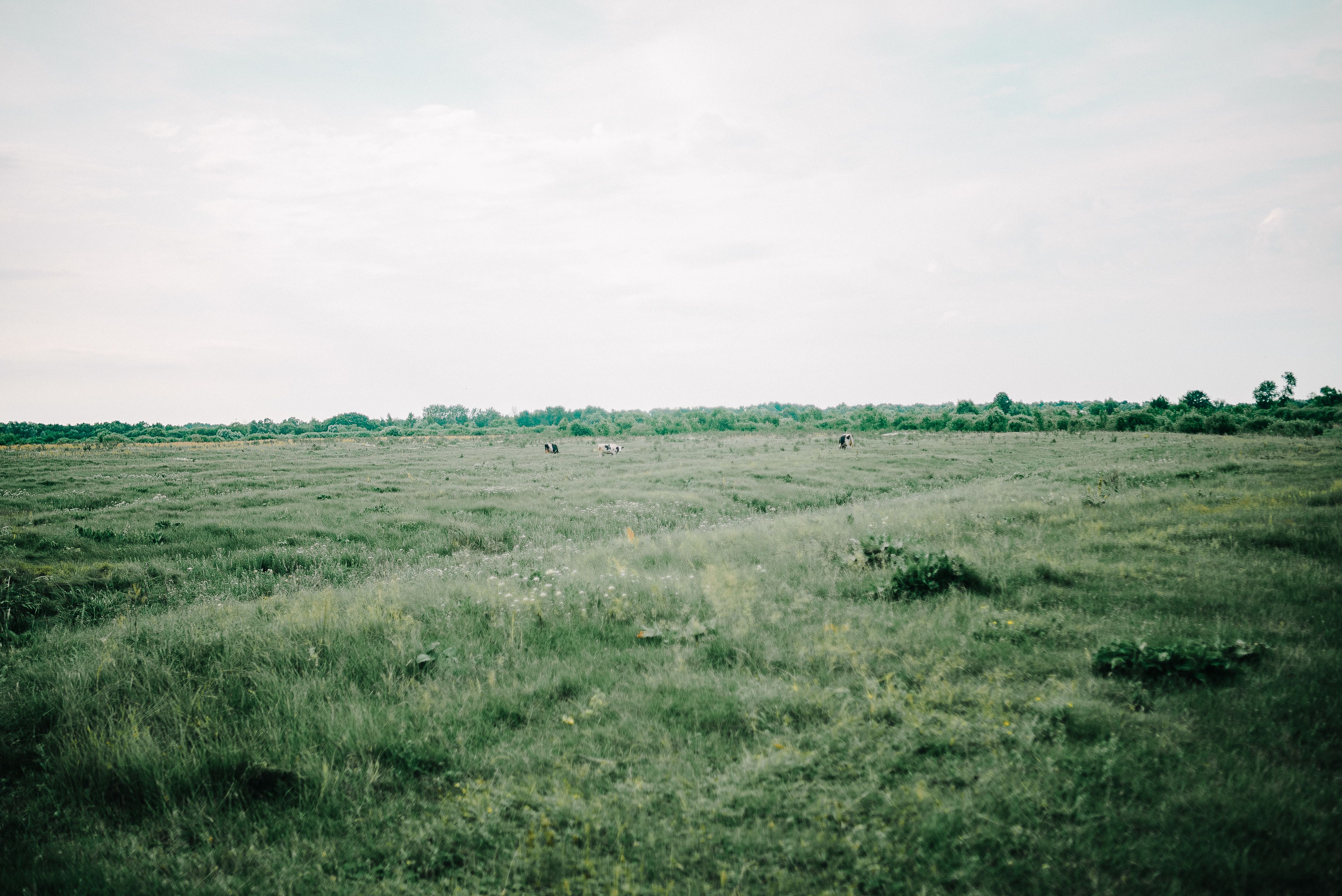 Green Grass Field Under Cloudy Sky · Free Stock Photo