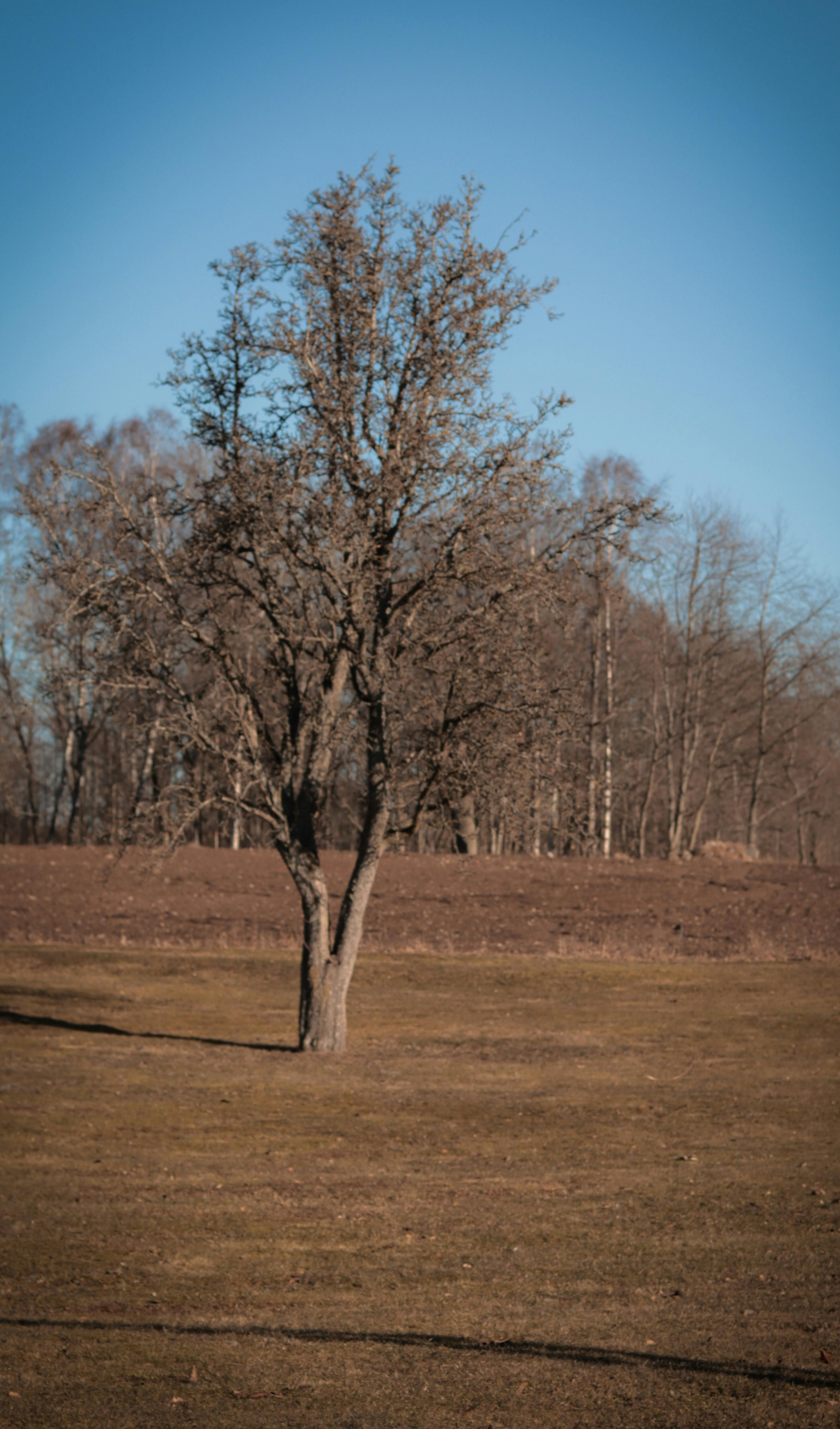 Barren Branches of Tree · Free Stock Photo