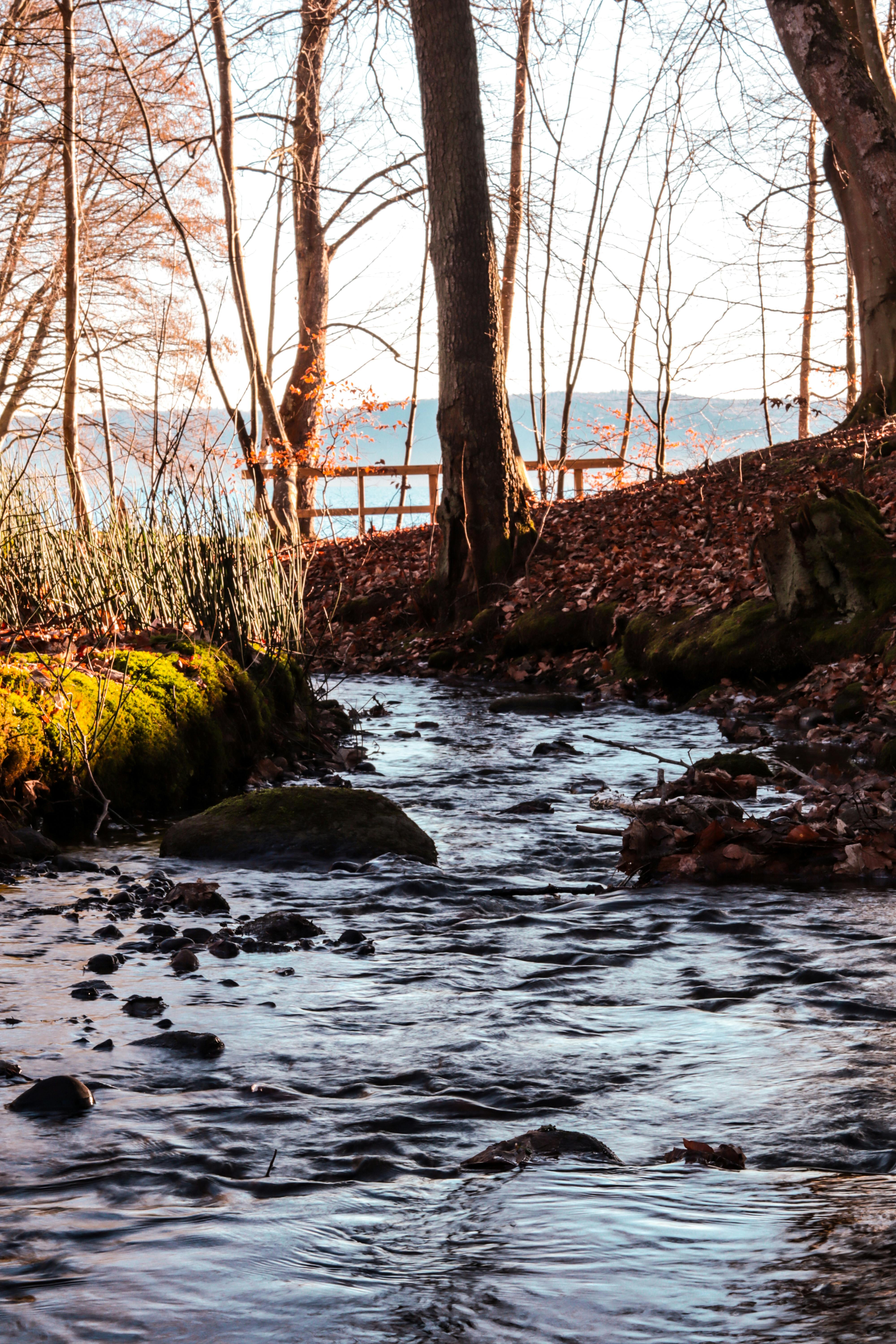 Ripples on Stream Surface · Free Stock Photo