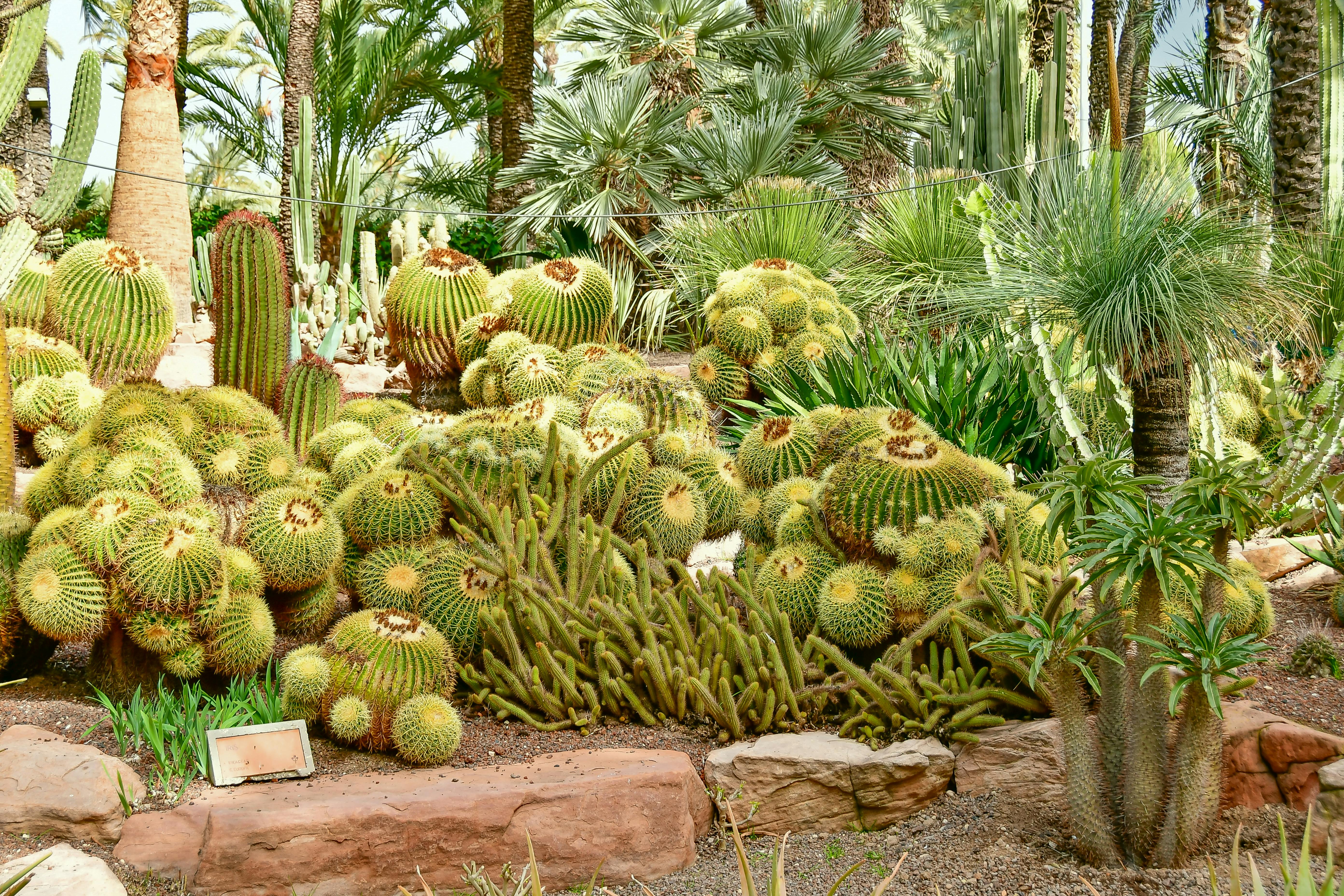 Luxuriant Cacti and Palm Trees · Free Stock Photo