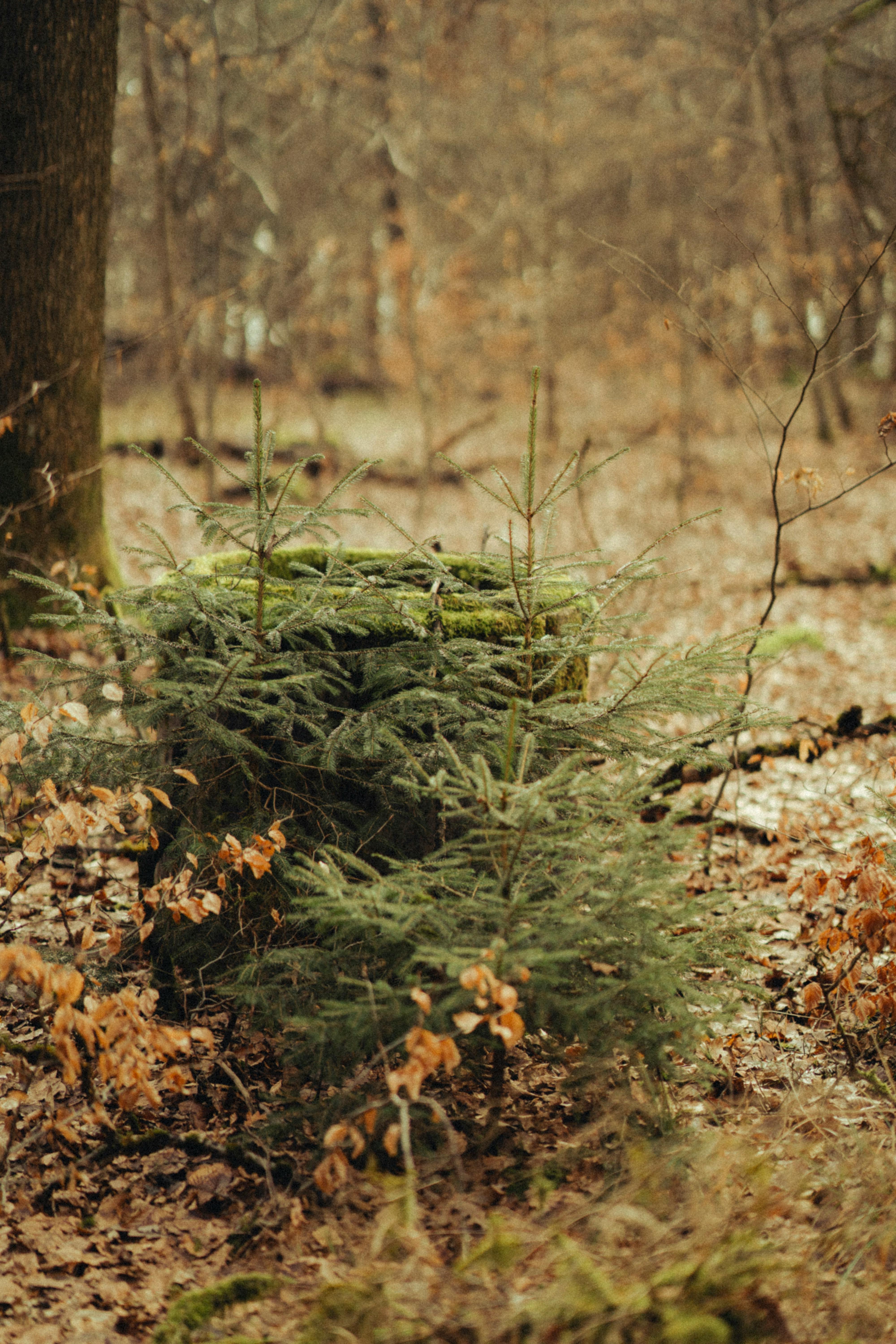 Coniferous Shrub in a Forest in Fall · Free Stock Photo