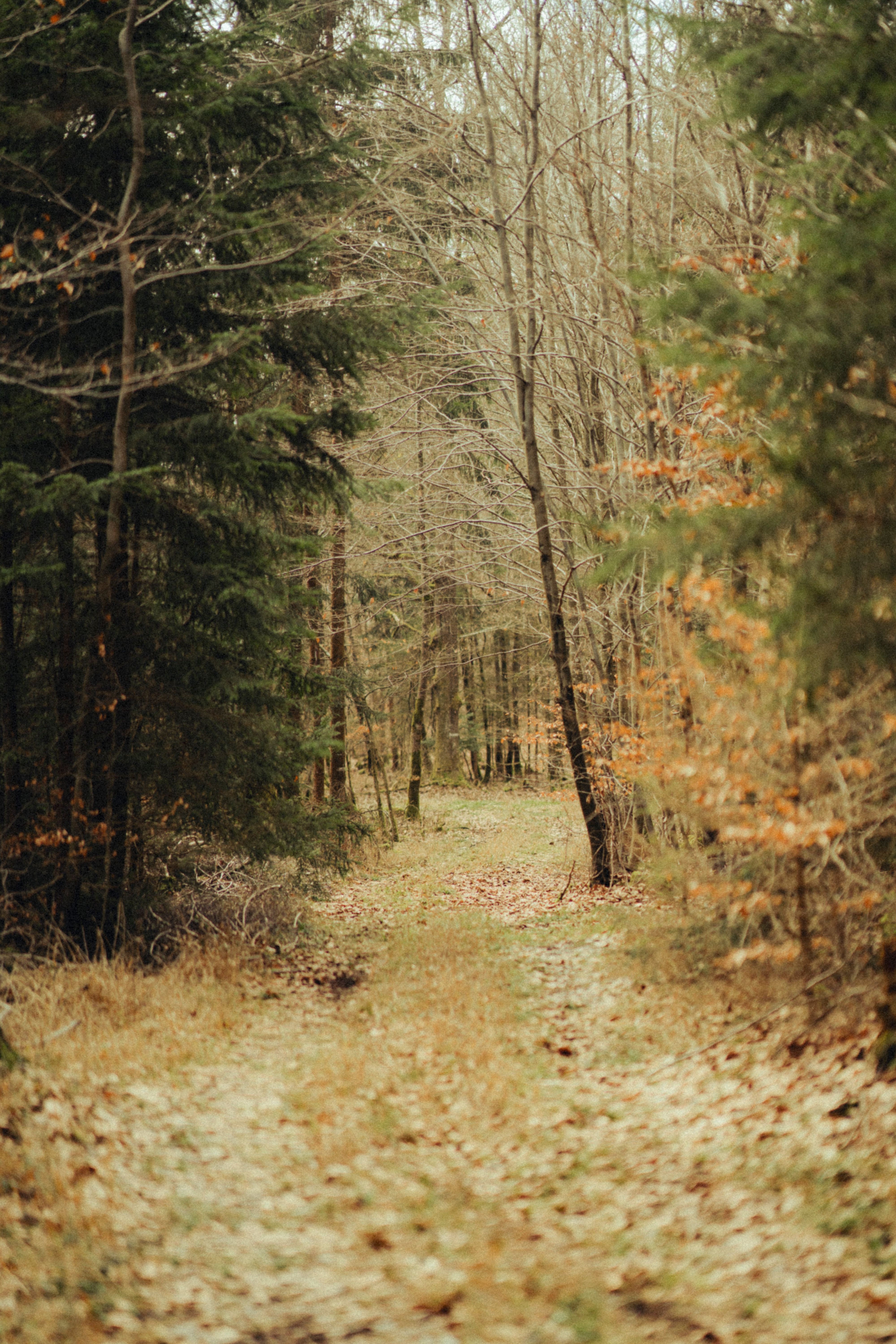 Path in a Forest in Fall · Free Stock Photo