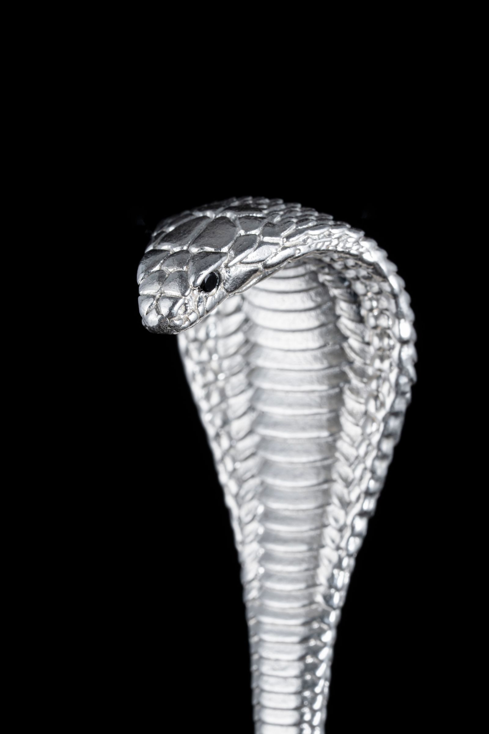 Black Cobra Photos, Download The BEST Free Black Cobra Stock Photos ...