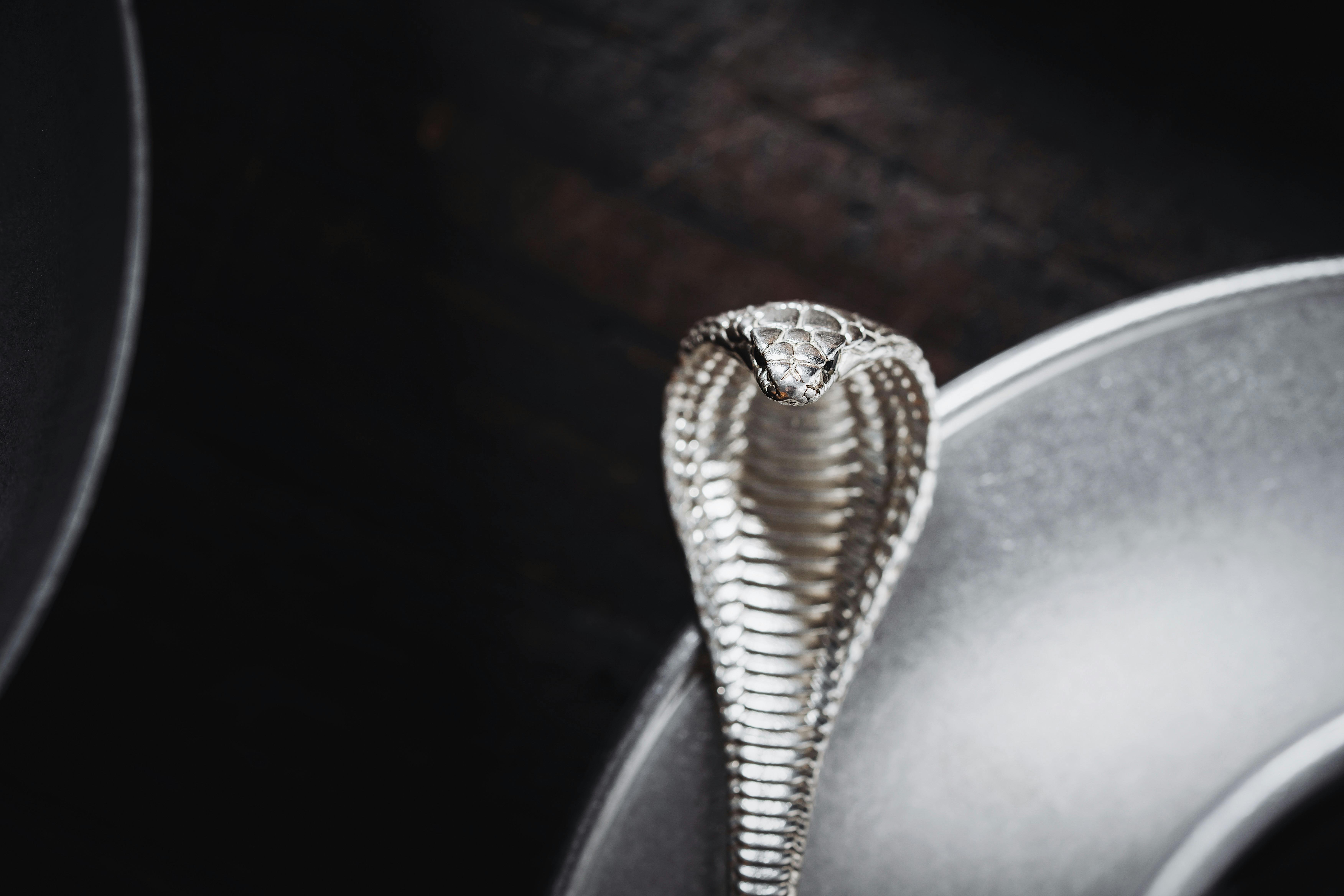 Silver Snake Spoon · Free Stock Photo