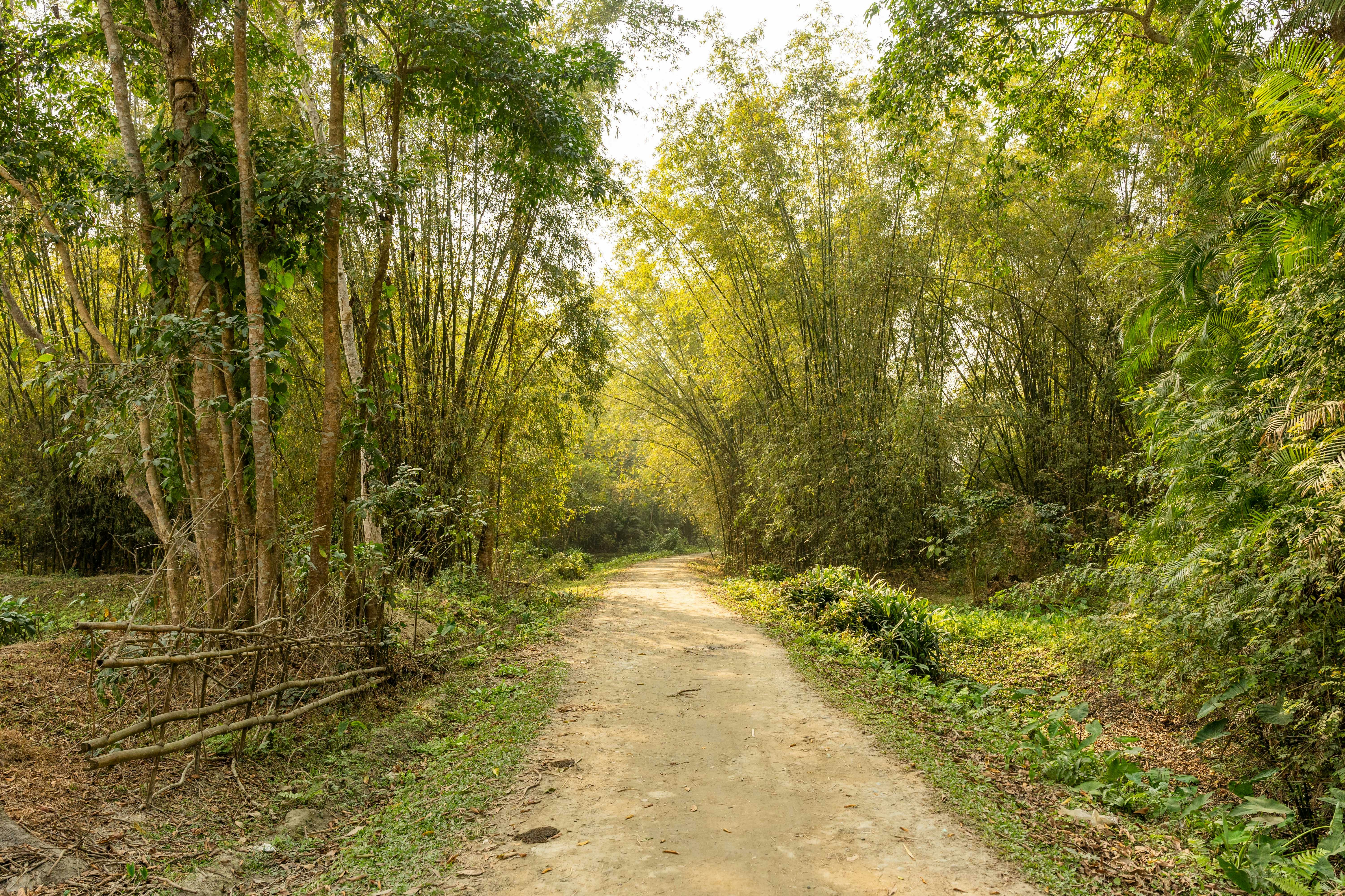 Path With Trees In Between · Free Stock Photo