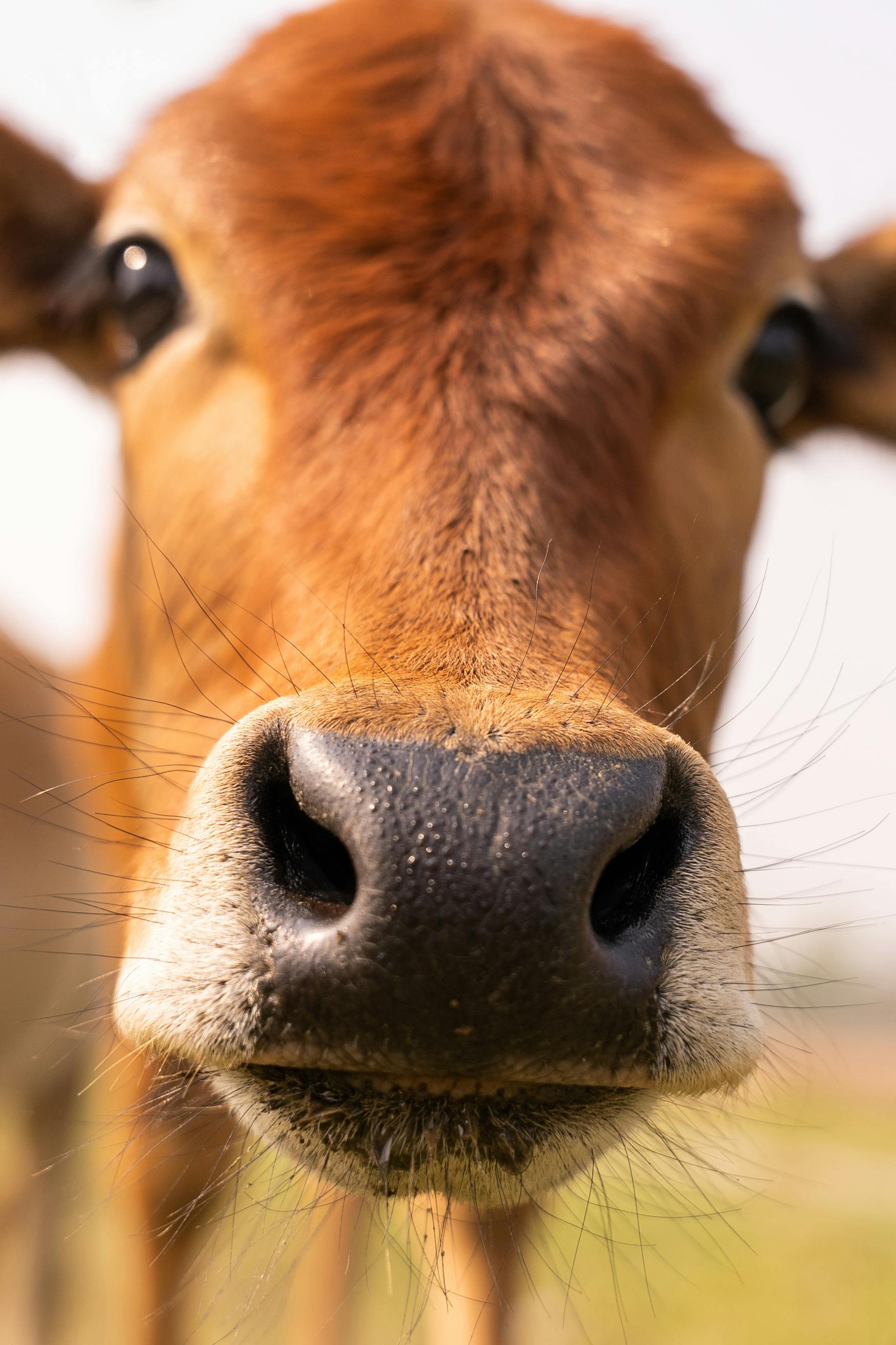 Close Up of Cows Muzzle · Free Stock Photo