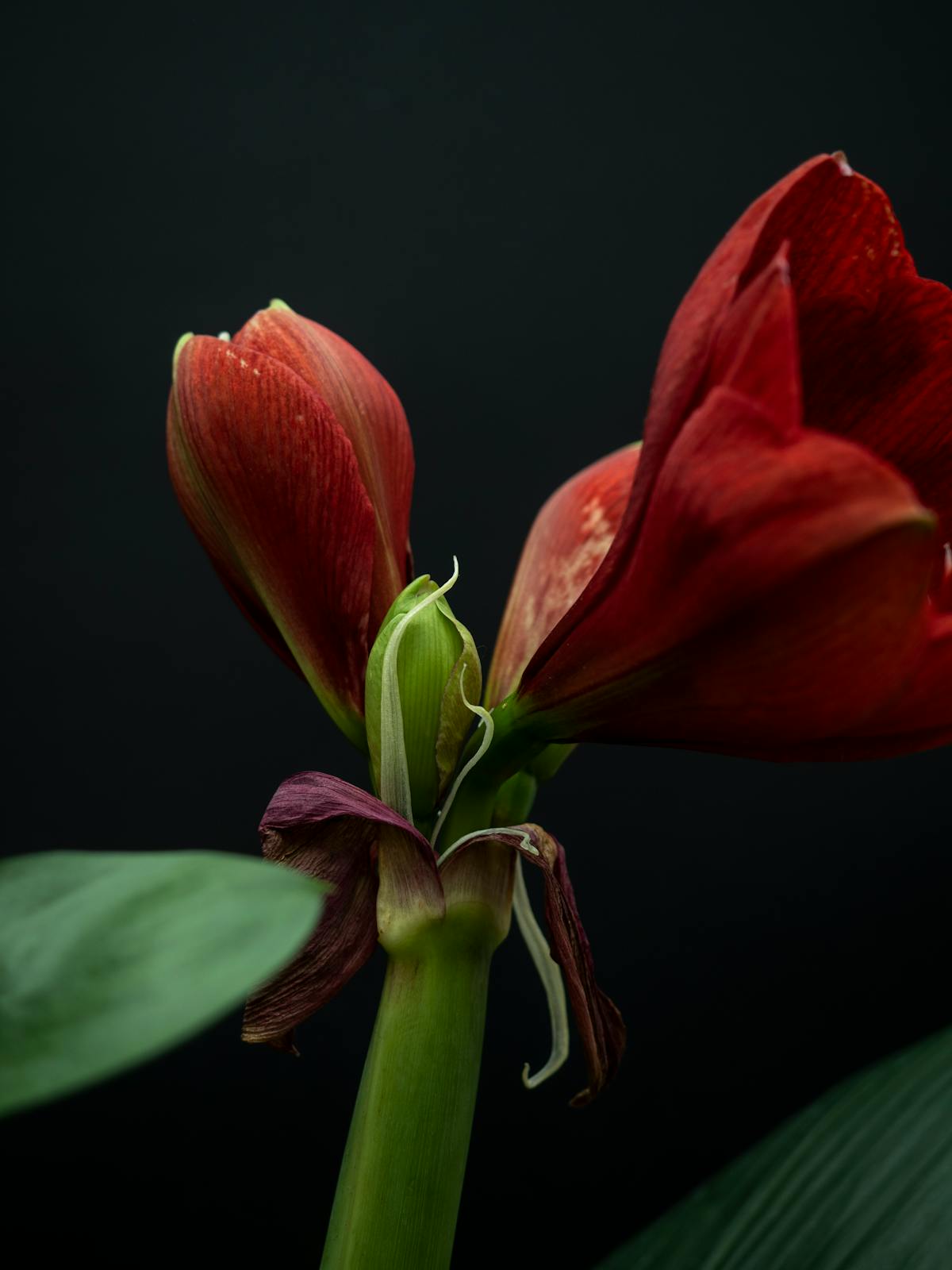 Budding Flower Photos, Download The BEST Free Budding Flower Stock ...