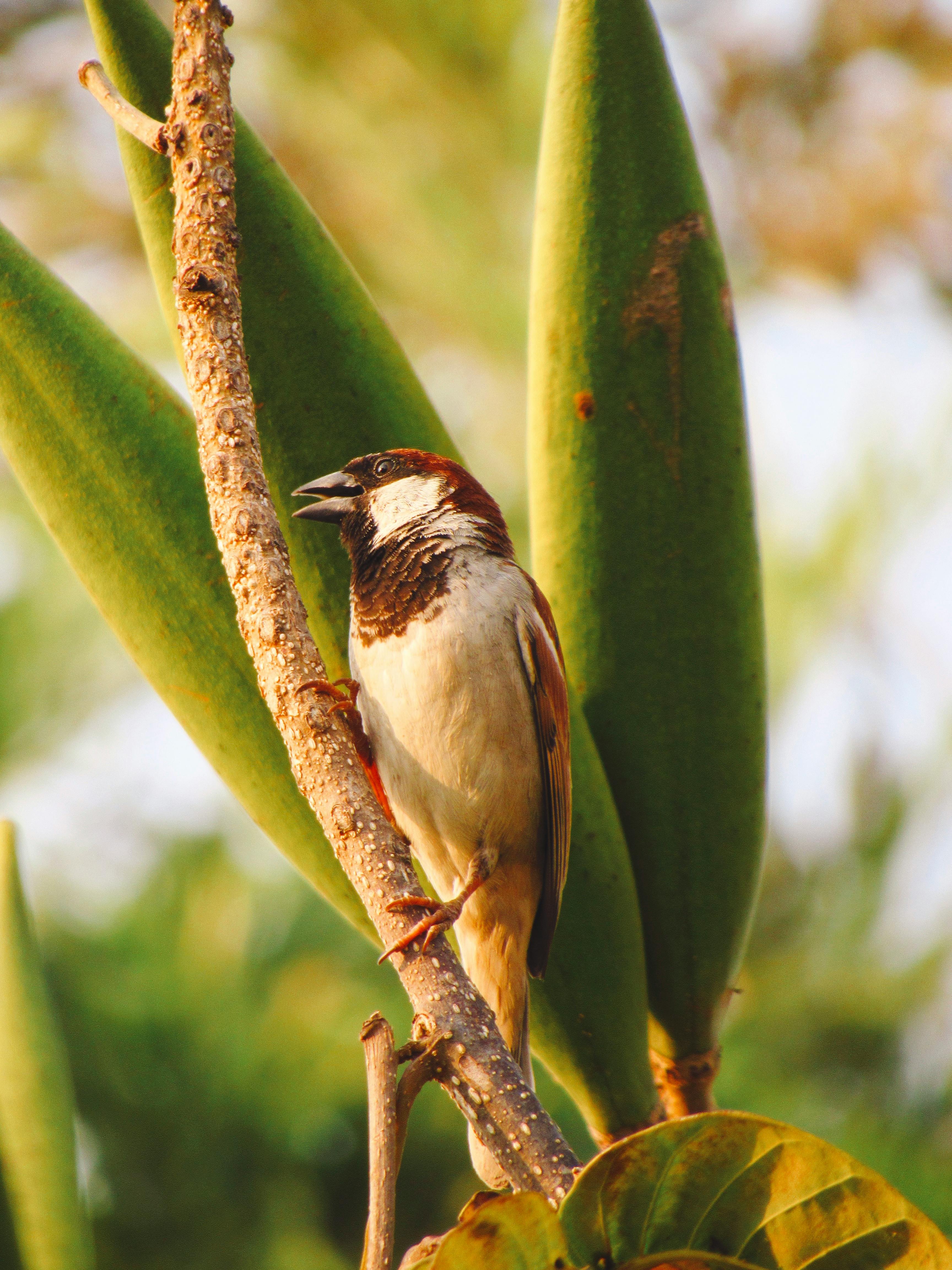 Sparrow Bird Photos, Download The BEST Free Sparrow Bird Stock Photos ...