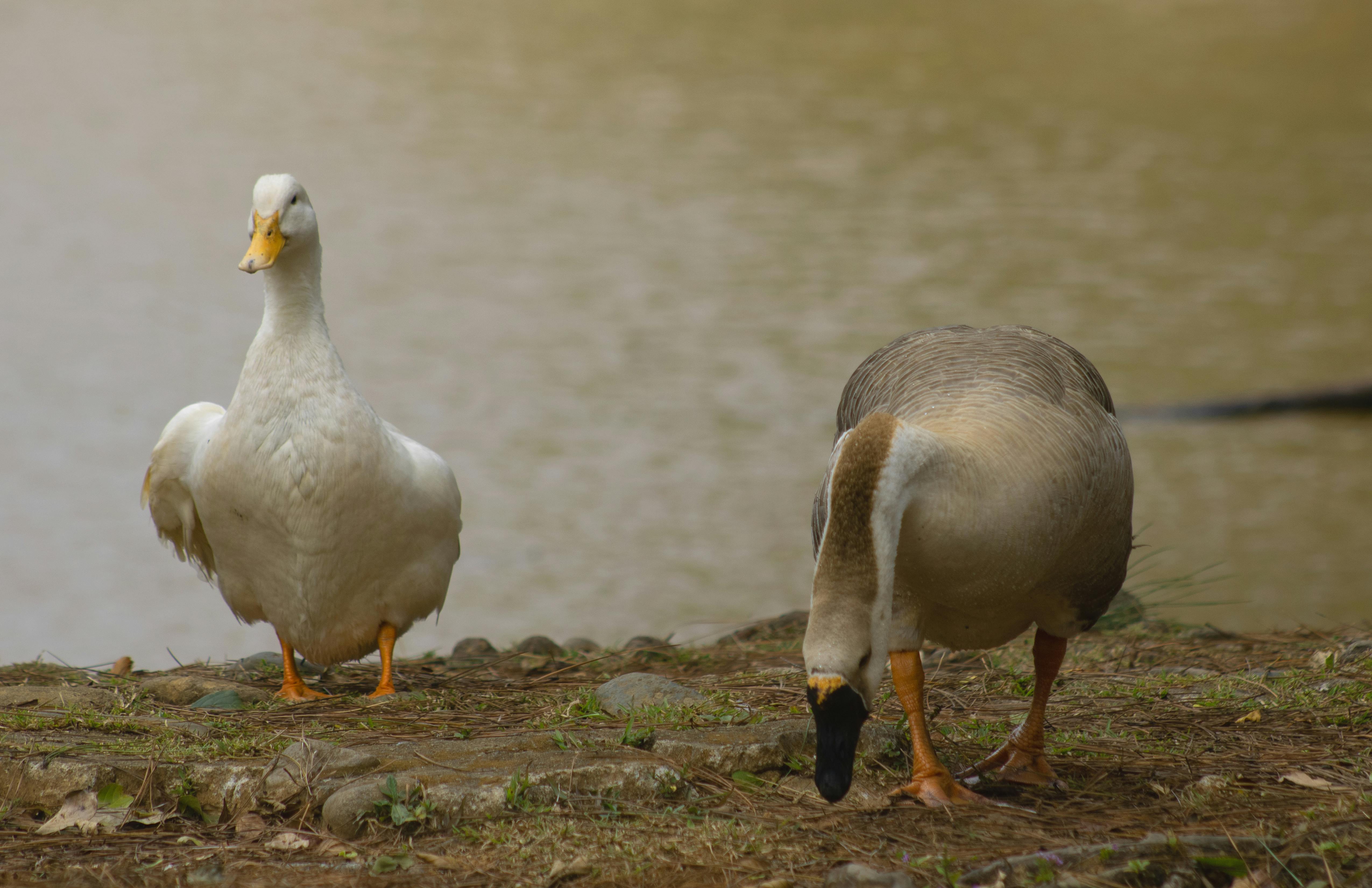 Animated Wallpaper Of Ducks Photos, Download The BEST Free Animated ...