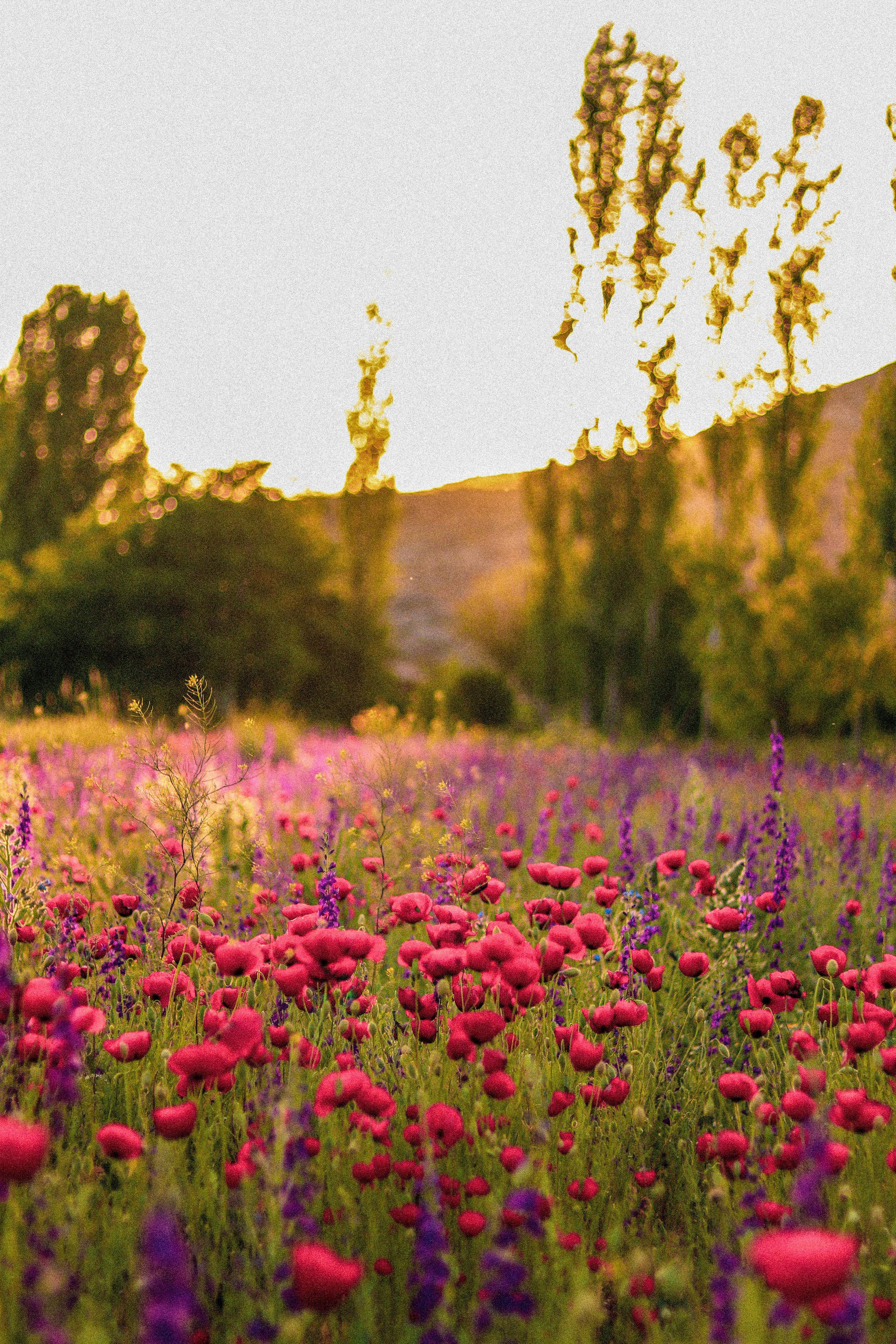 Flower Blossoming Photos, Download The BEST Free Flower Blossoming ...