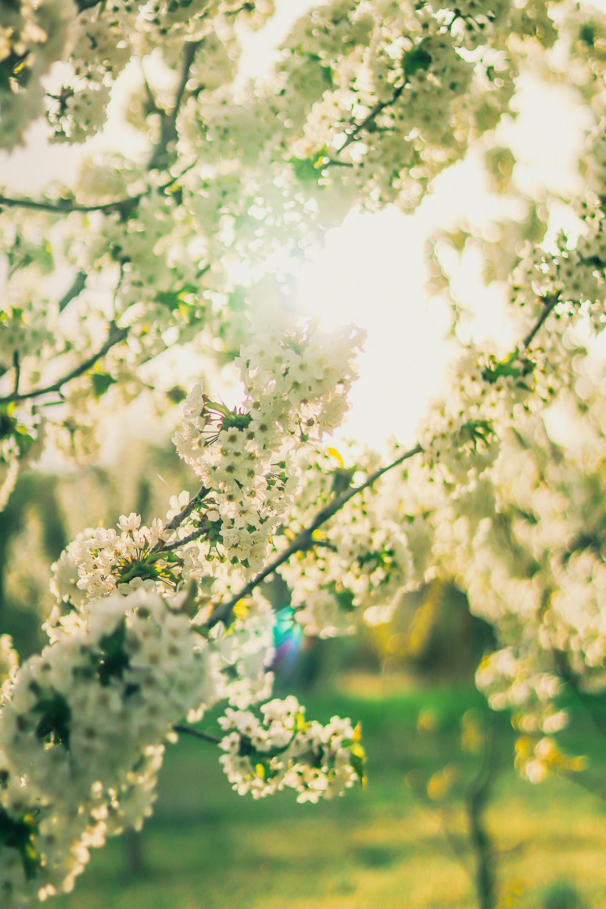 Spring Portugal Photos, Download The BEST Free Spring Portugal Stock ...