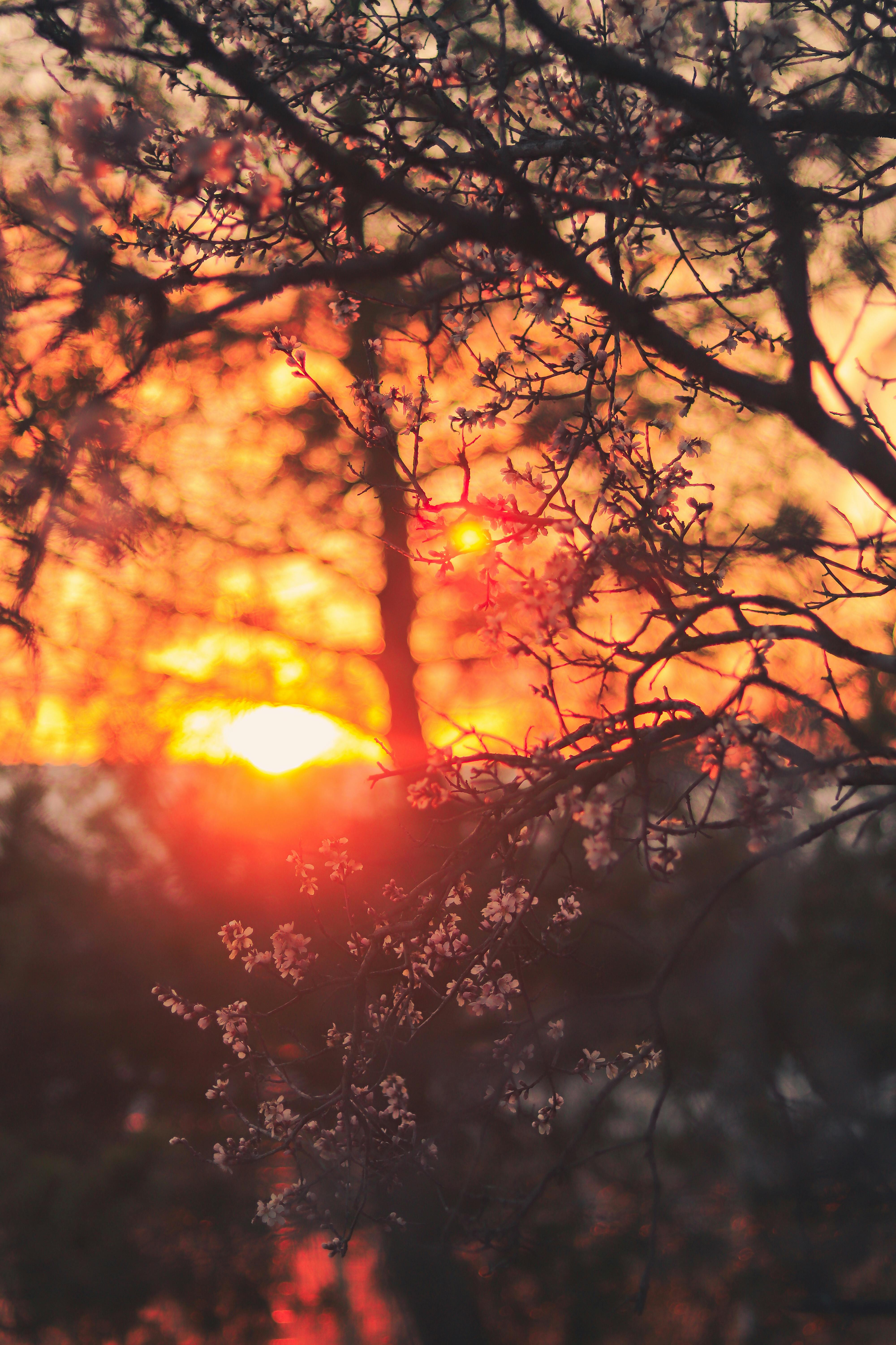 Blossoming Tree at Sunset · Free Stock Photo