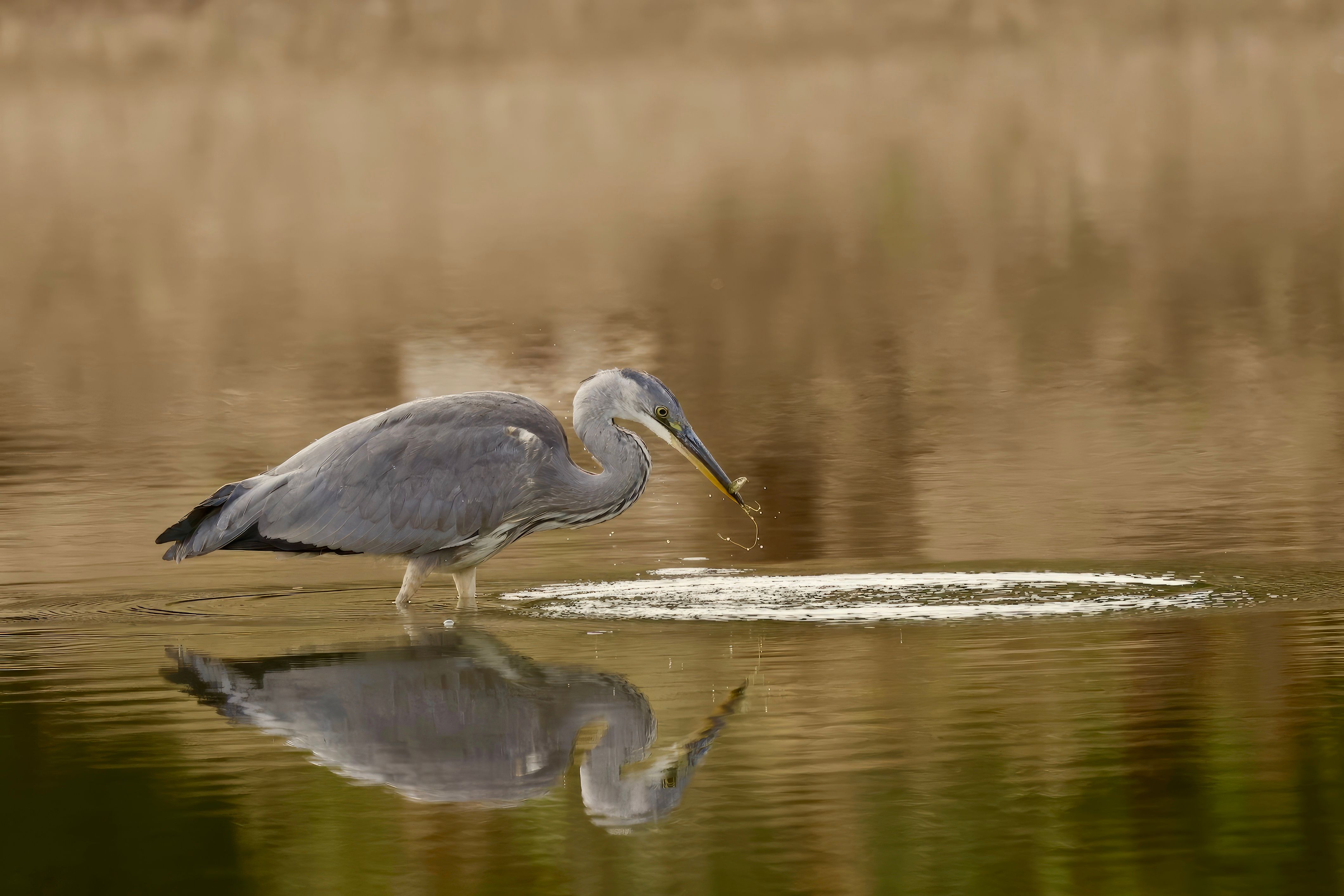 Refection Photos, Download The BEST Free Refection Stock Photos & HD Images