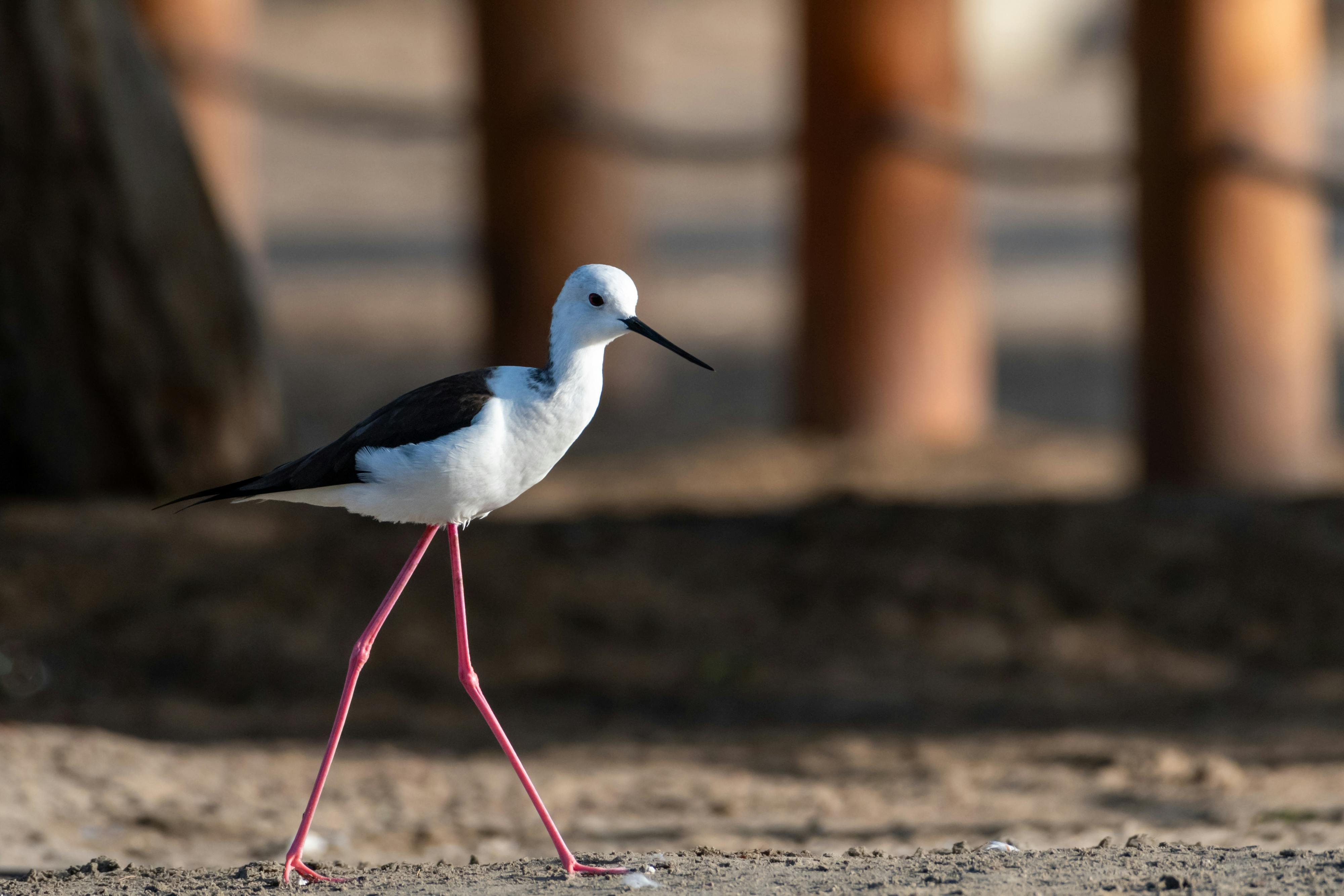 Bird Wallpaper Photos, Download The BEST Free Bird Wallpaper Stock ...