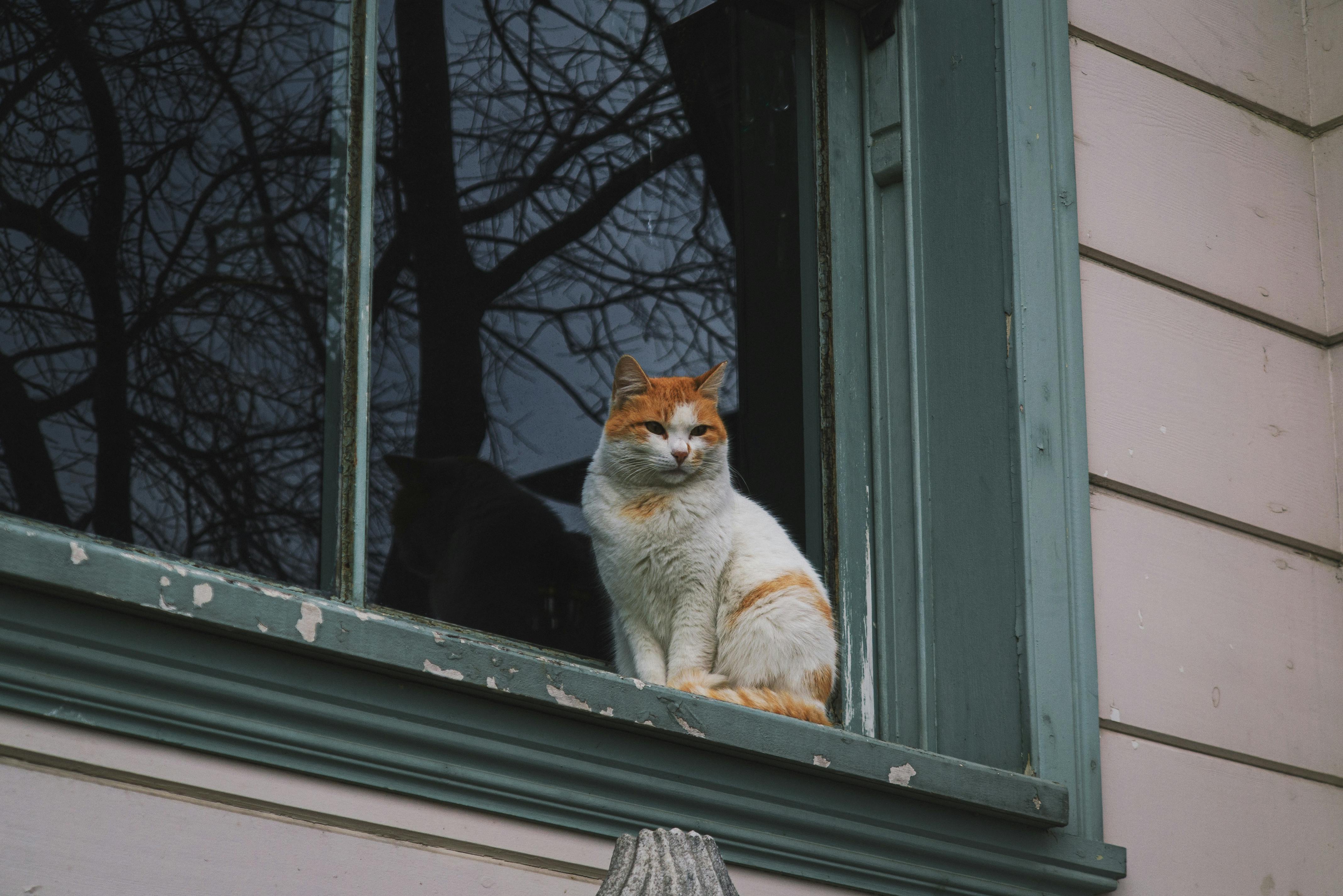 Cats in Window · Free Stock Photo