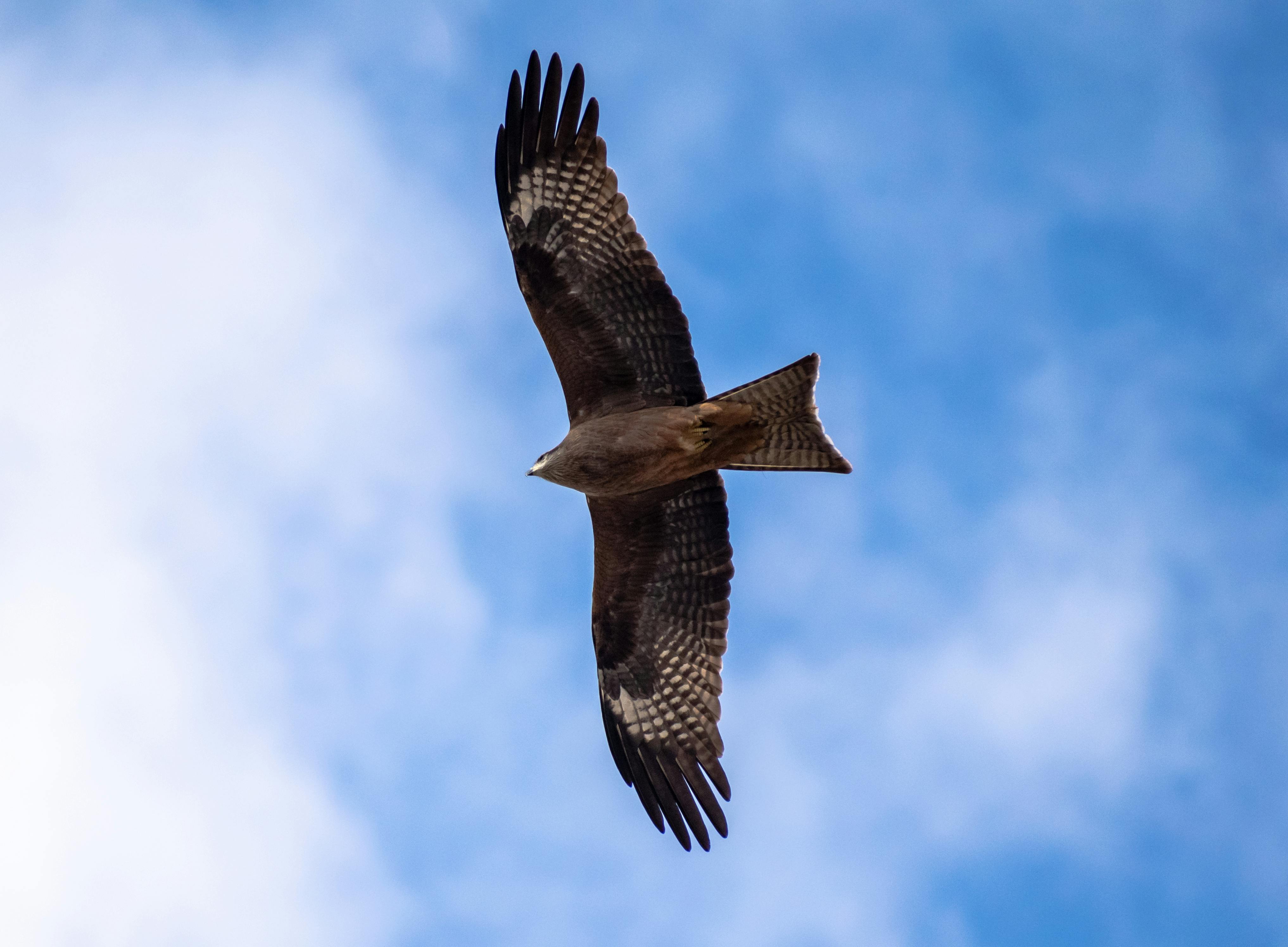 Predator Bird Flying · Free Stock Photo