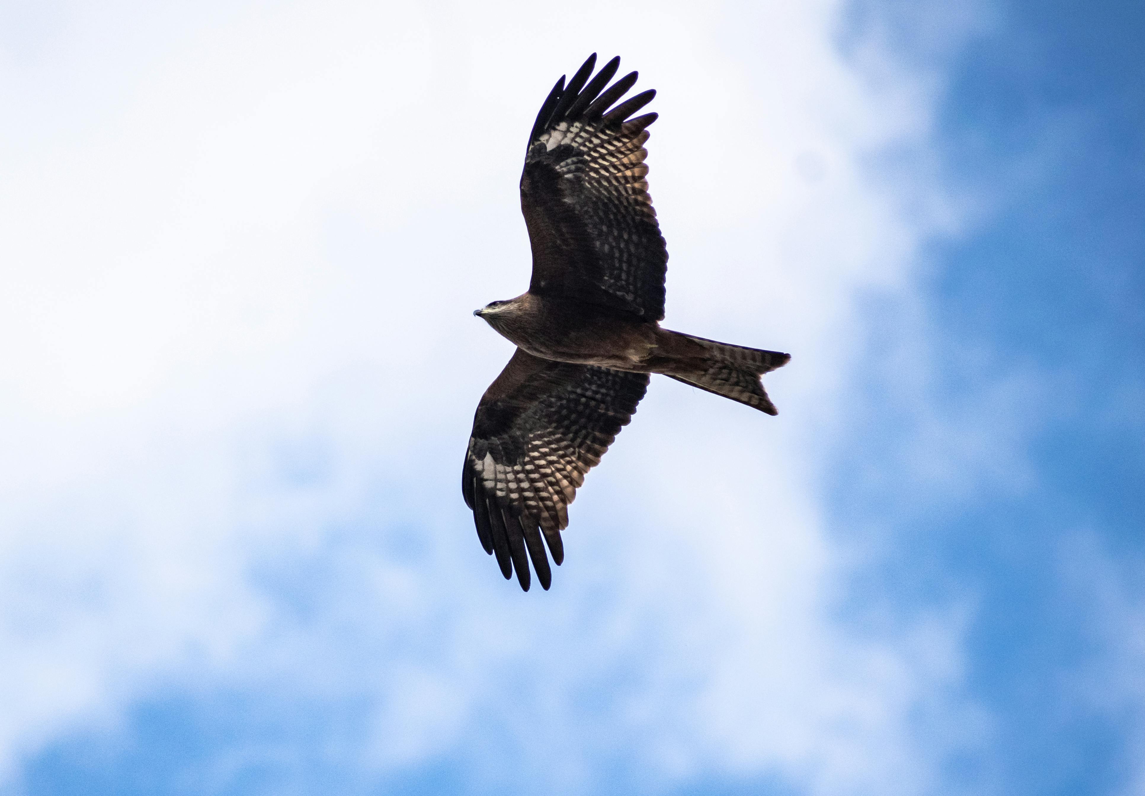 Predator Bird on Sky · Free Stock Photo
