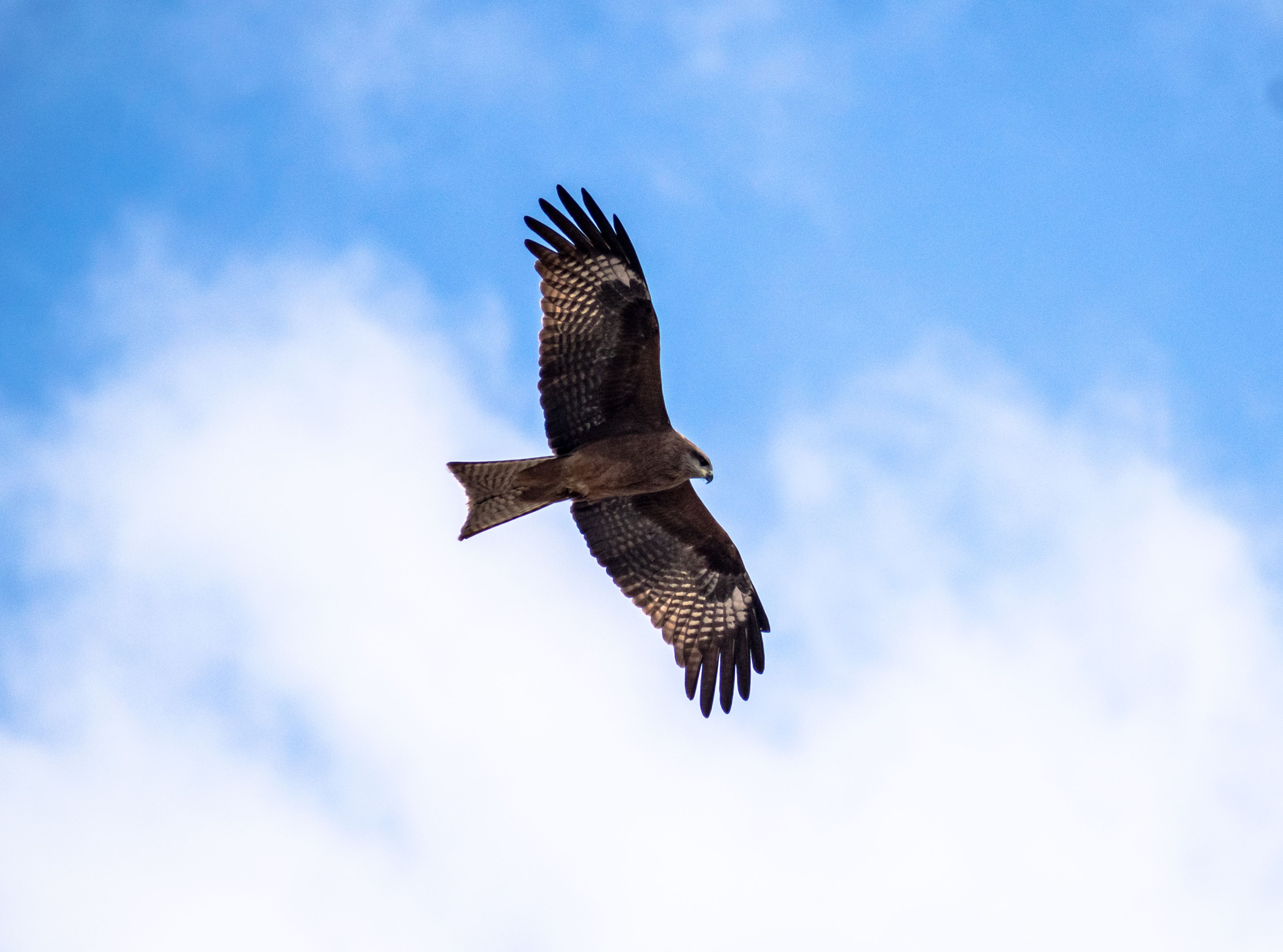 Bird Flying over Water · Free Stock Photo