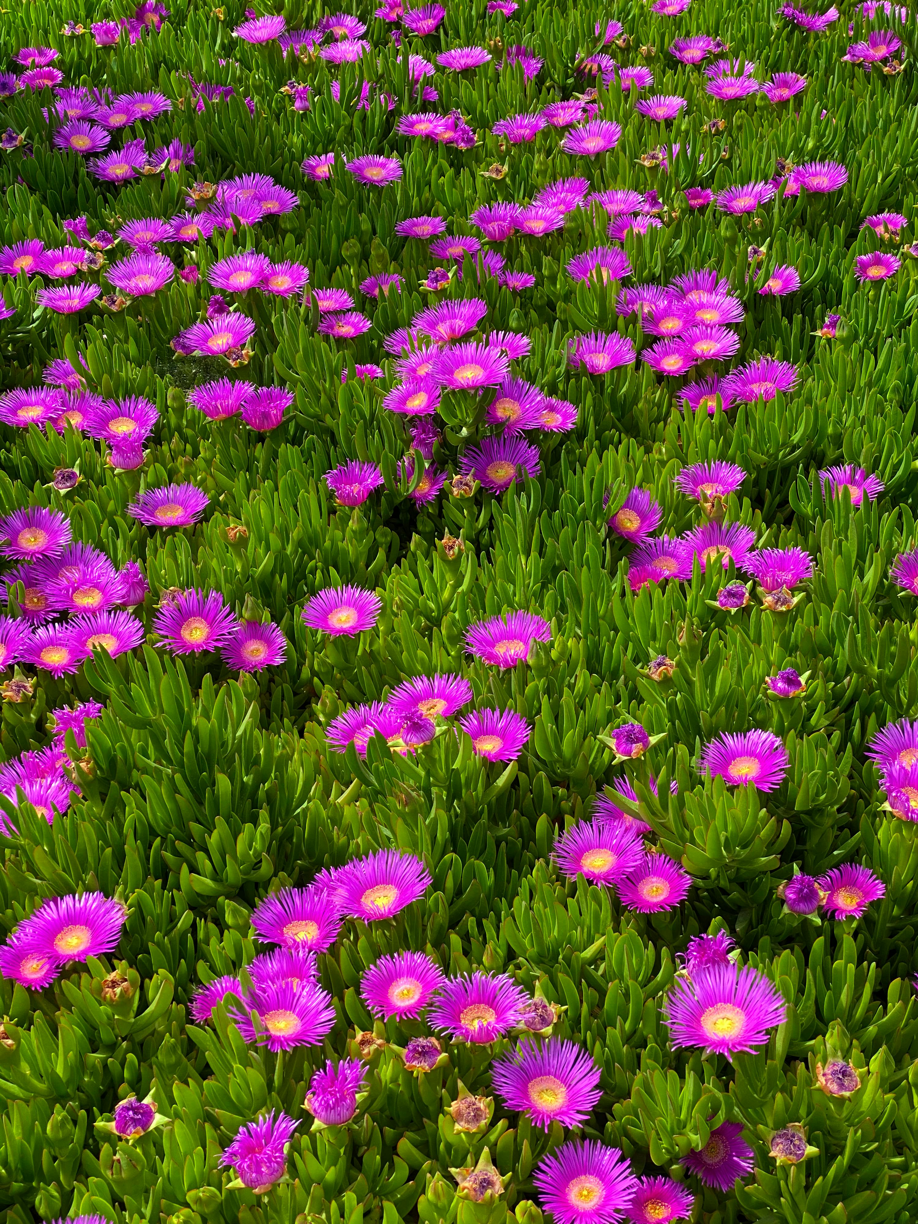 Pink Wildflowers Photos, Download The BEST Free Pink Wildflowers Stock ...