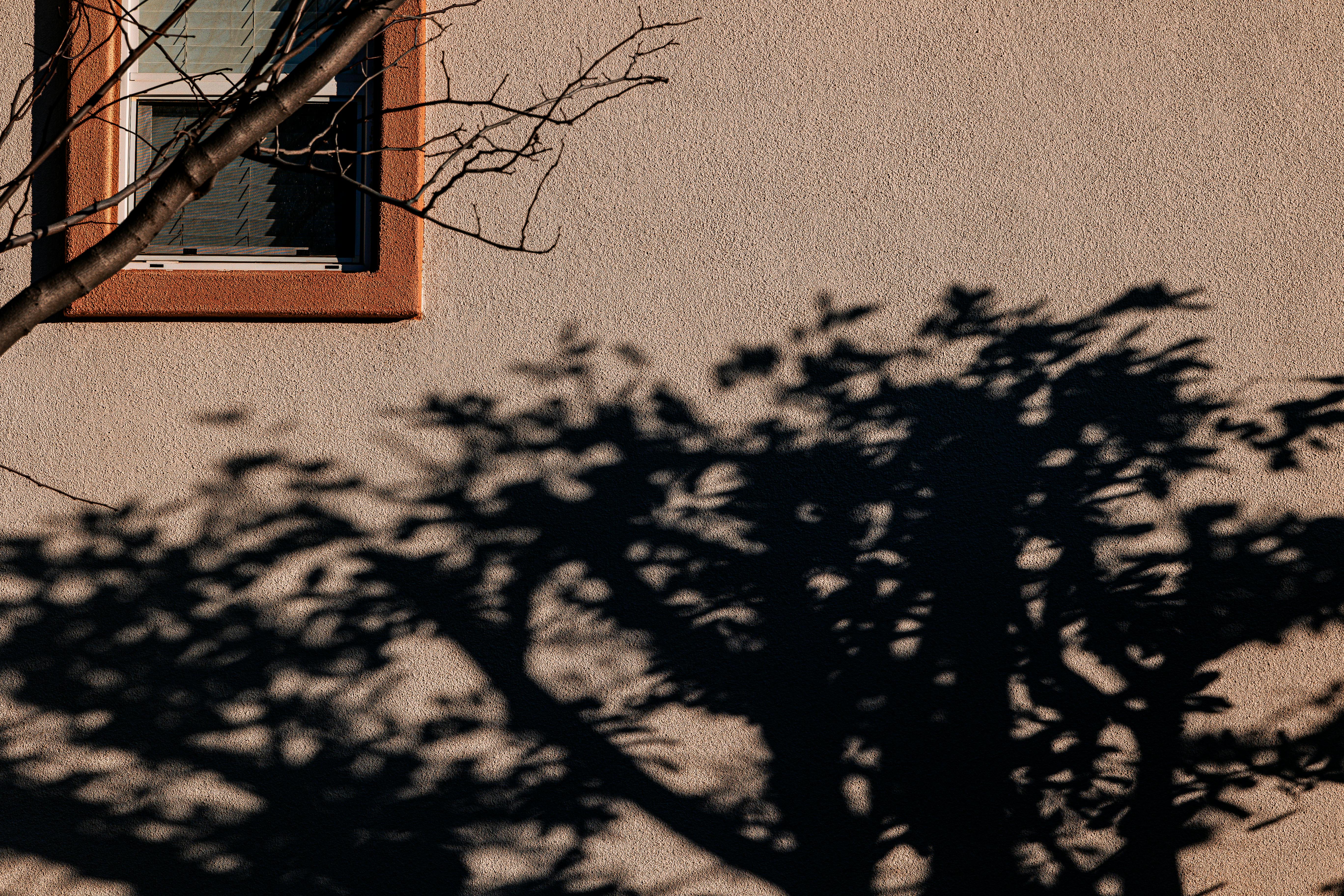 Shadow of Tree on House Wall · Free Stock Photo