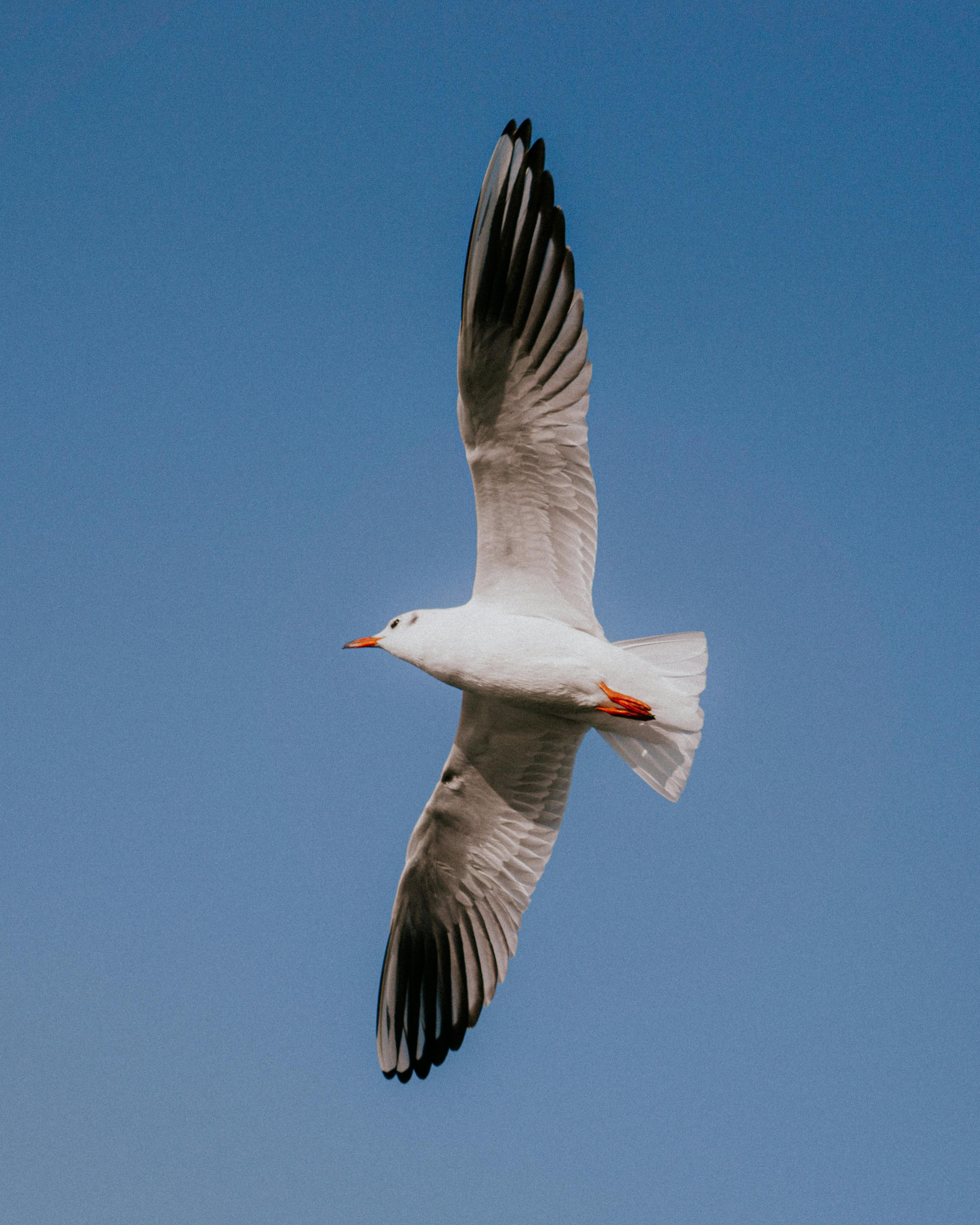 White Bird Flying Over the River · Free Stock Photo