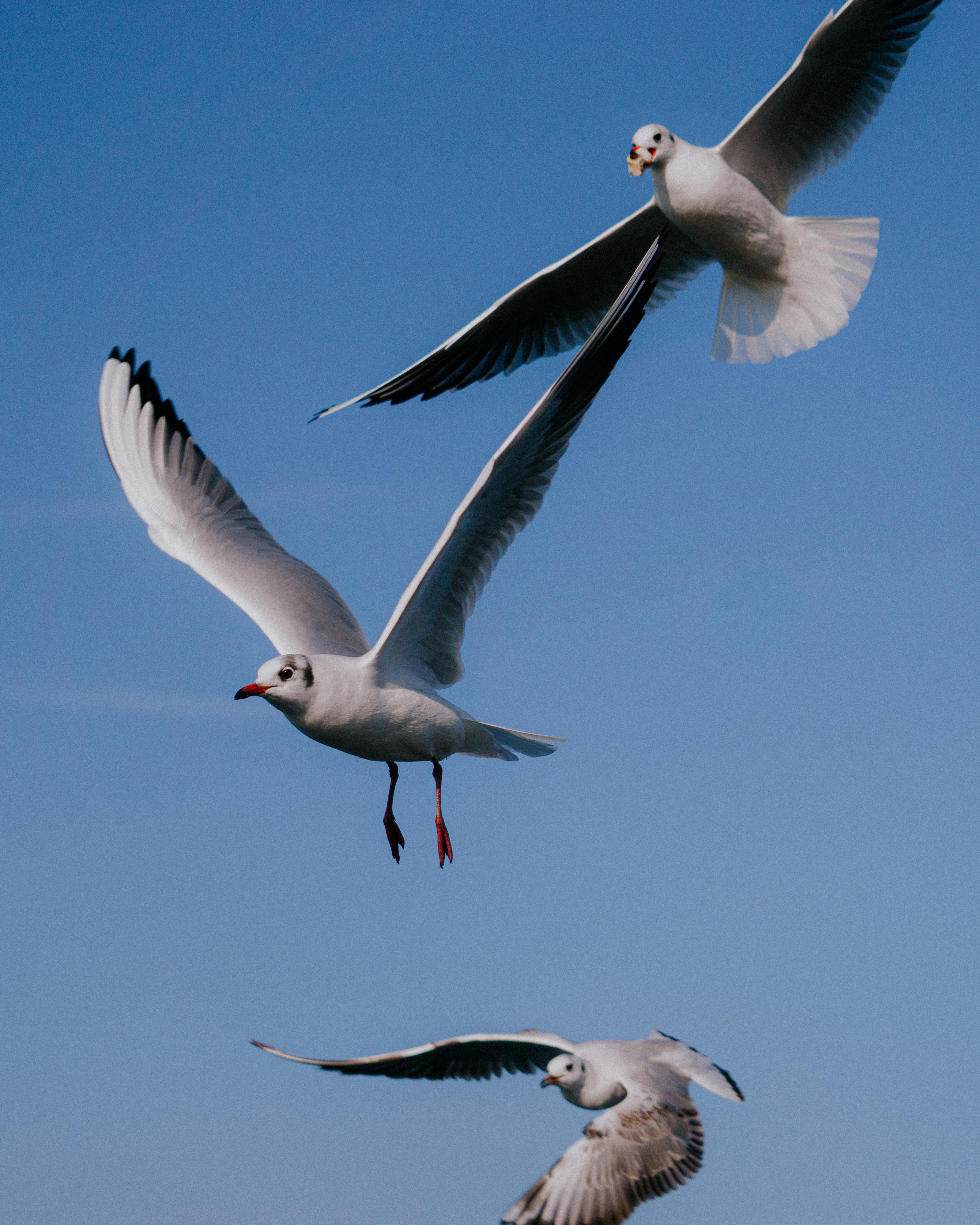Sky Seagull Flight Wallpaper Seagulls Flying Sky Free Photo On