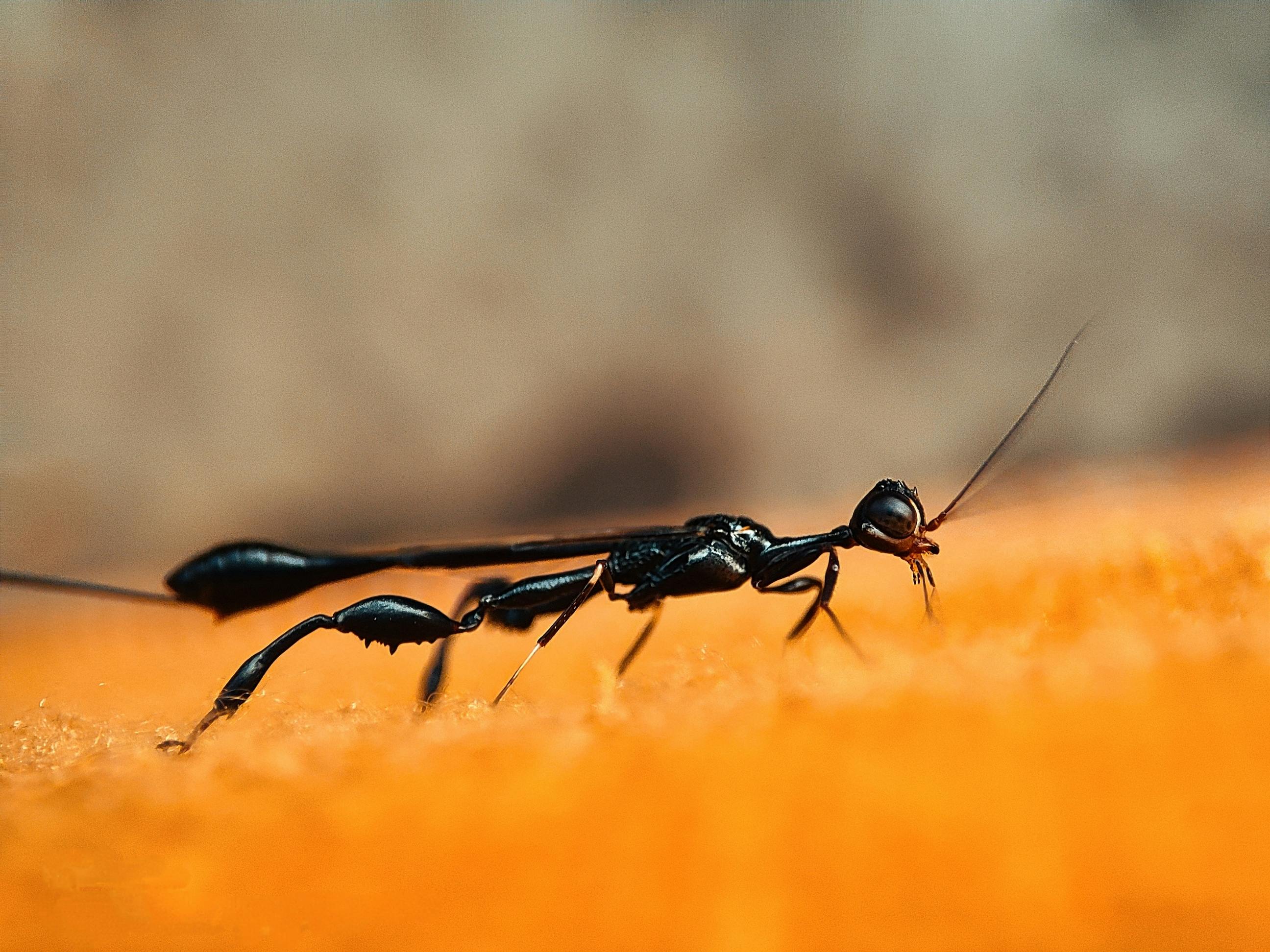 Extreme Close-up of an Insect · Free Stock Photo