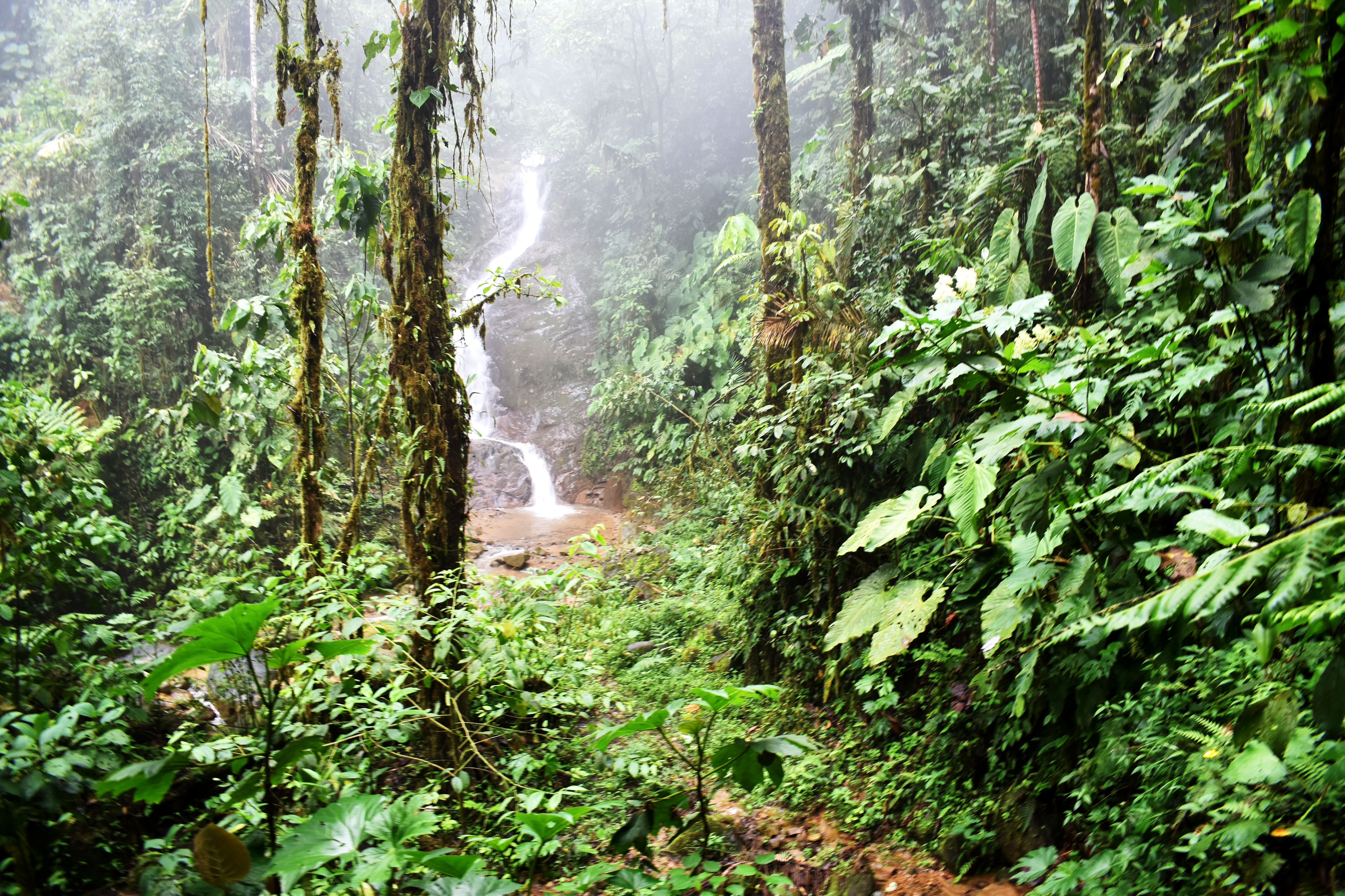 Deep Forest with Waterfall · Free Stock Photo