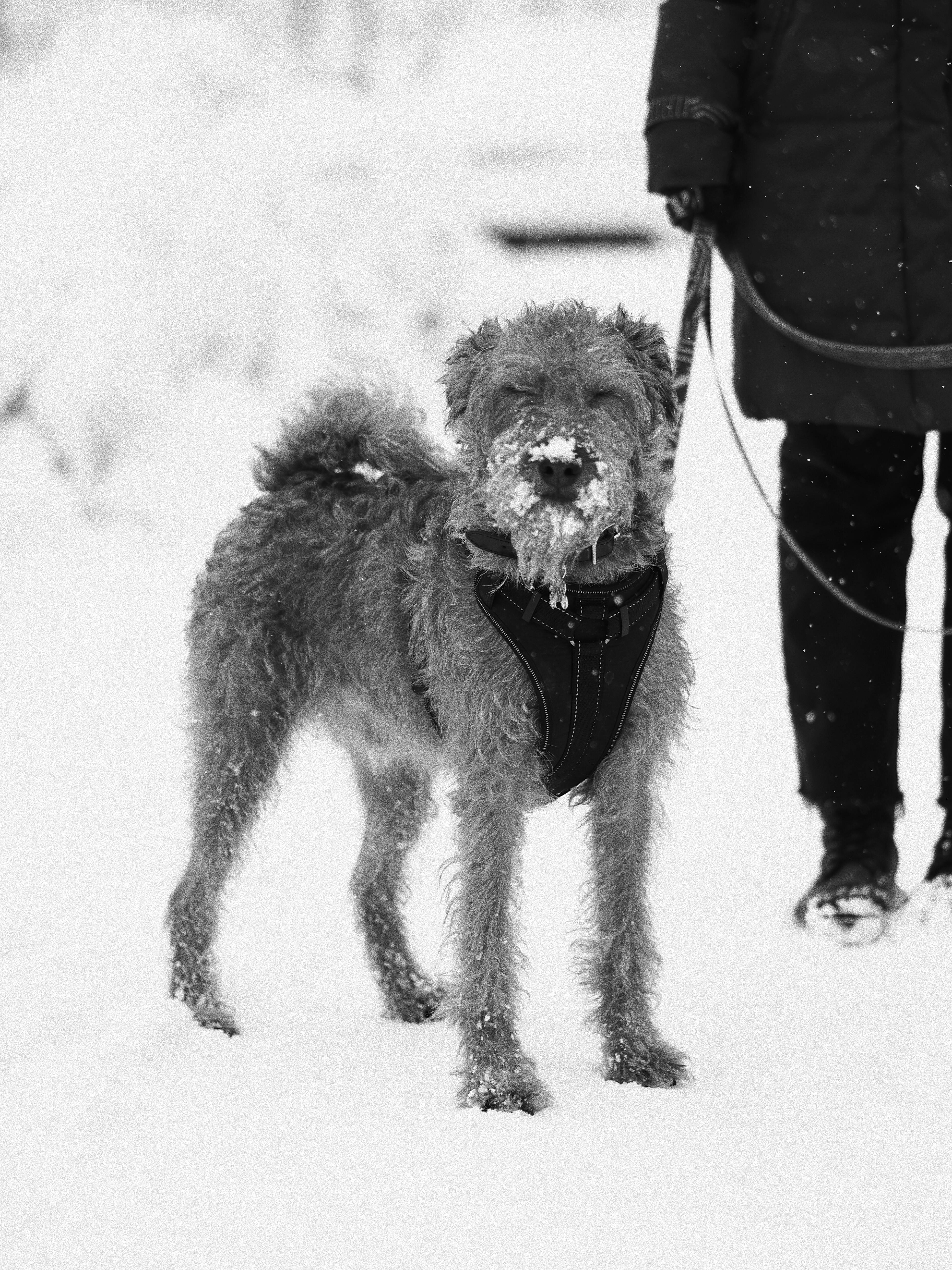 Cat Standing on Snow · Free Stock Photo