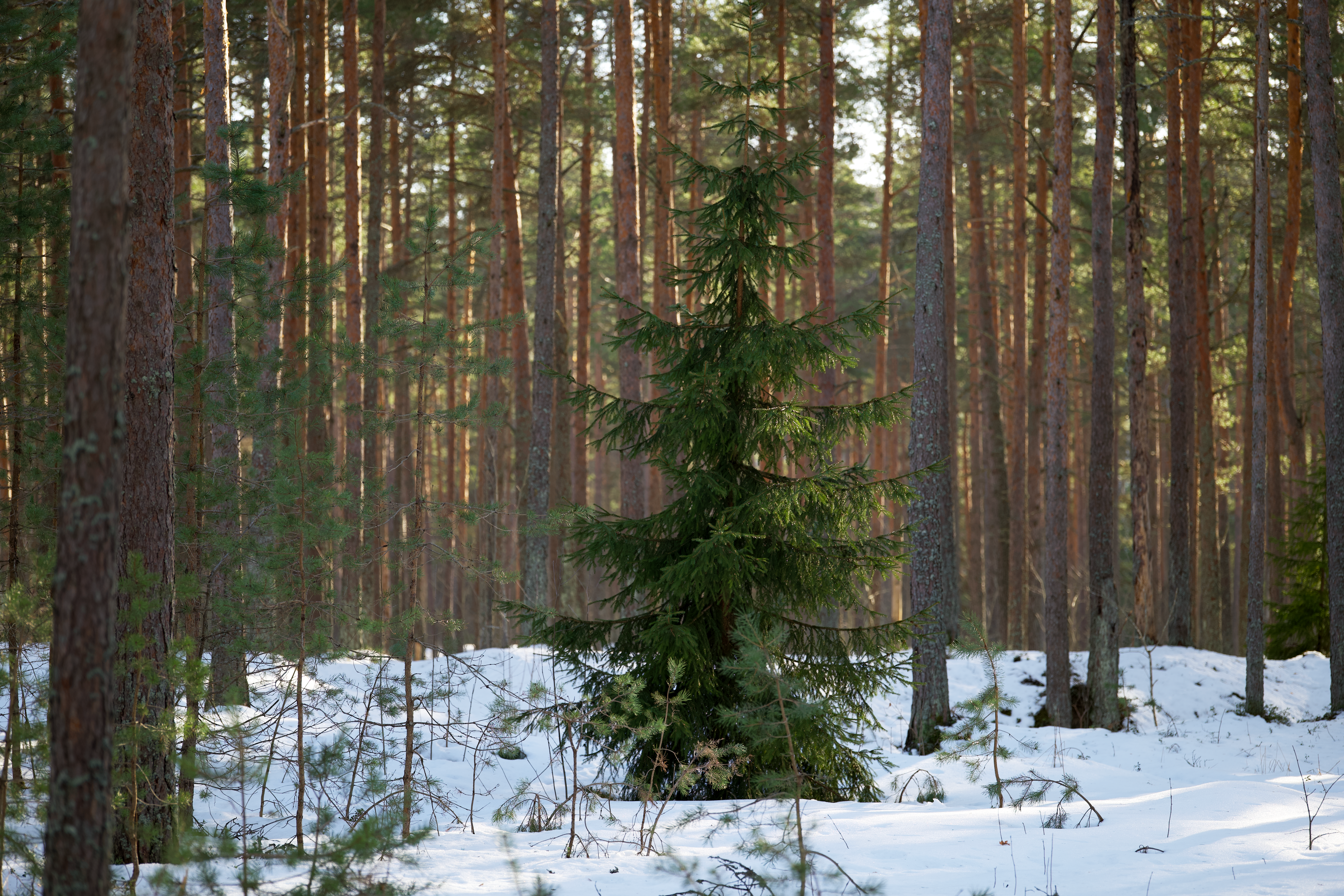 Snow in Evergreen Forest · Free Stock Photo