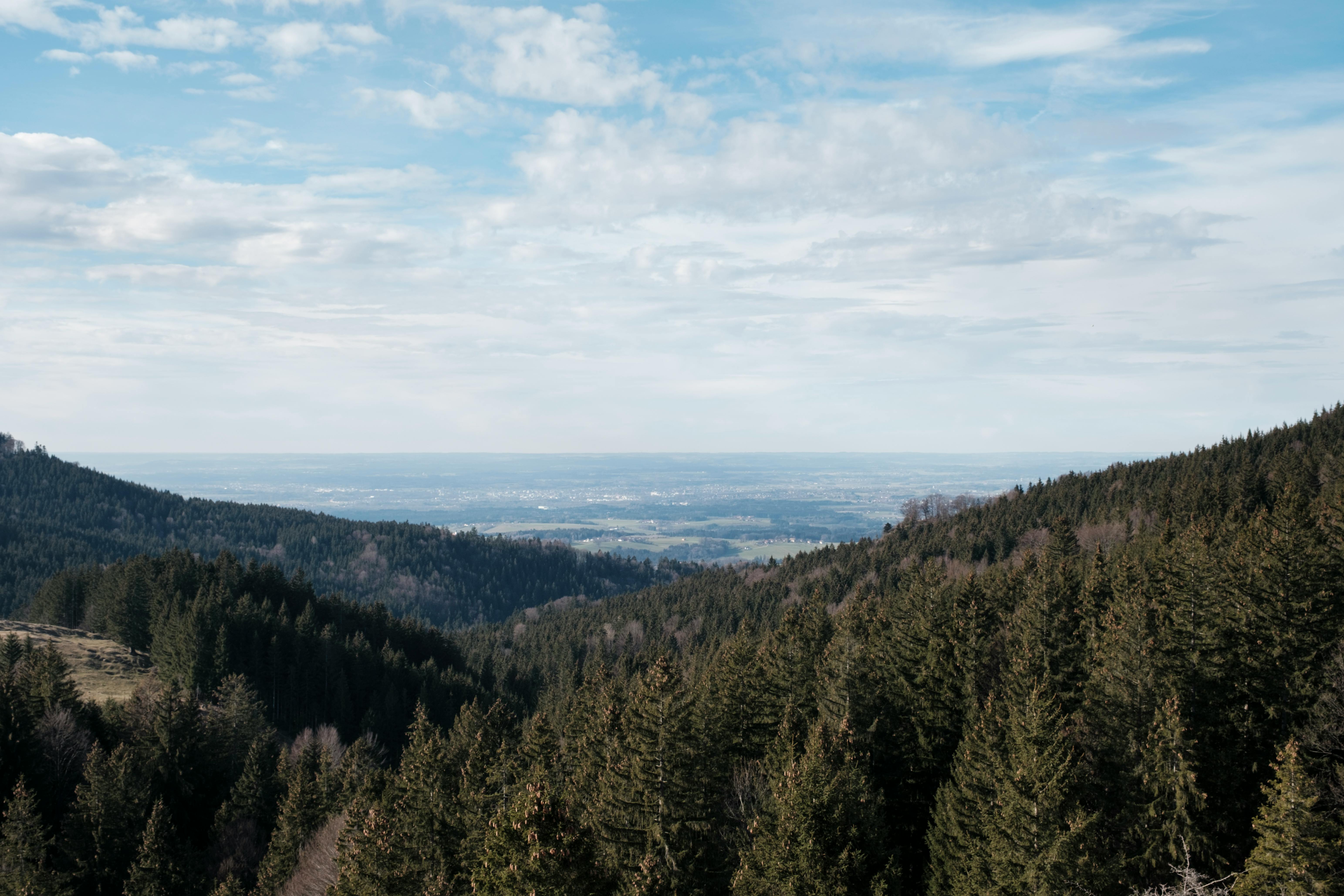 Deep Forest Photos, Download The BEST Free Deep Forest Stock Photos ...