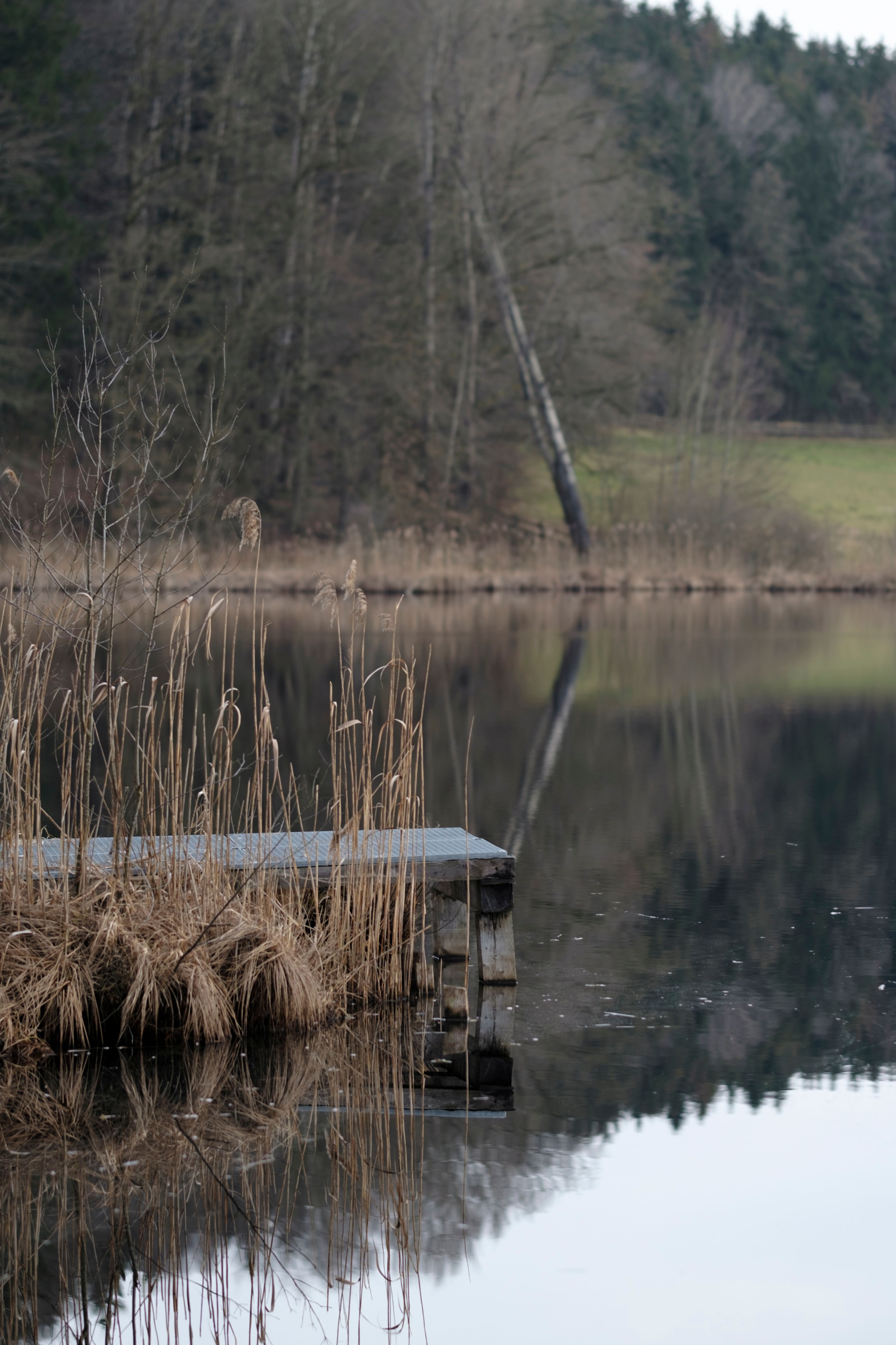 Wooden Pier on a Body of Water Covered with Autumnal Leaves · Free ...