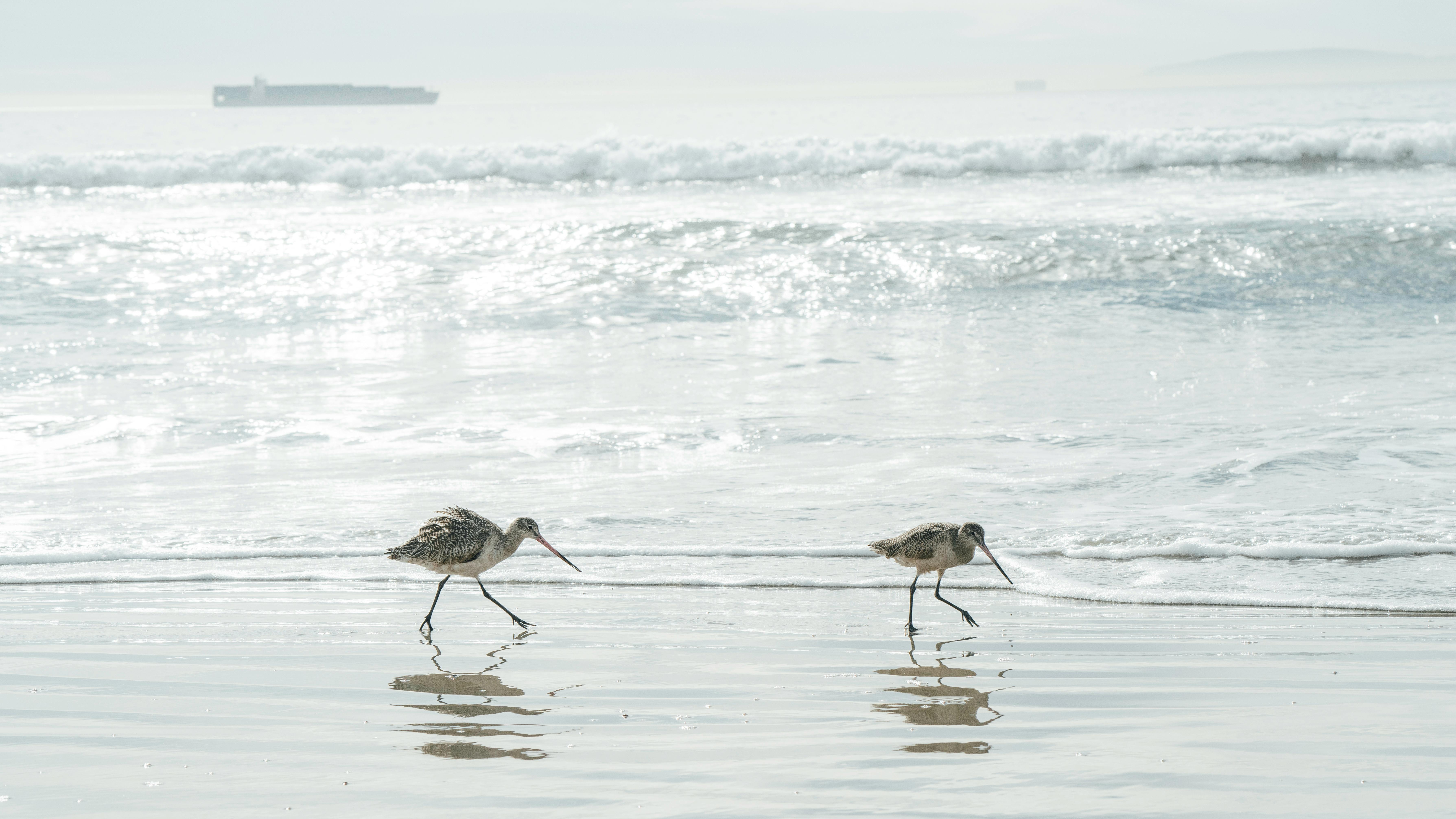 Birds Insects Photos, Download The BEST Free Birds Insects Stock Photos ...