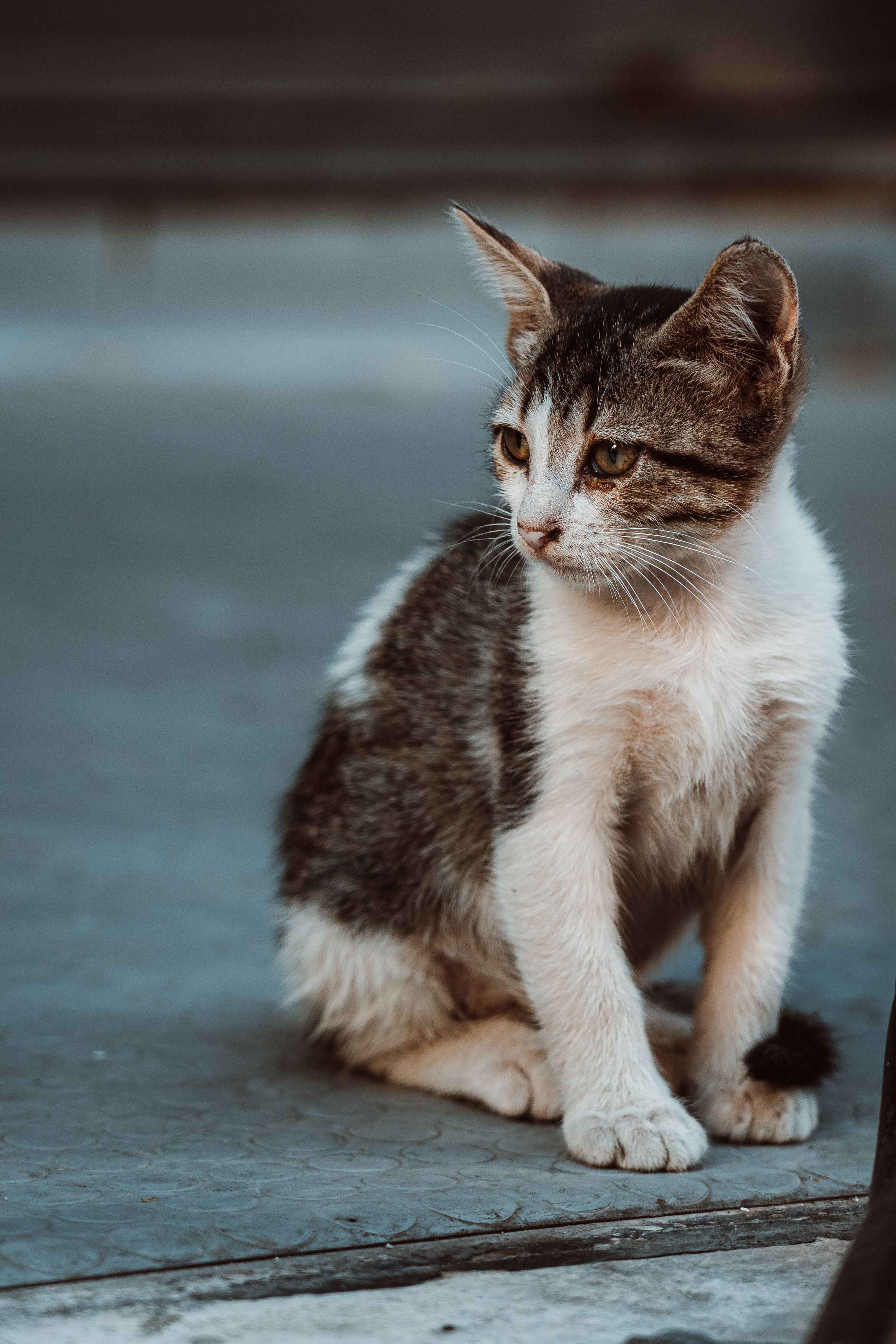 Cat Cute Photos, Download The BEST Free Cat Cute Stock Photos & HD Images
