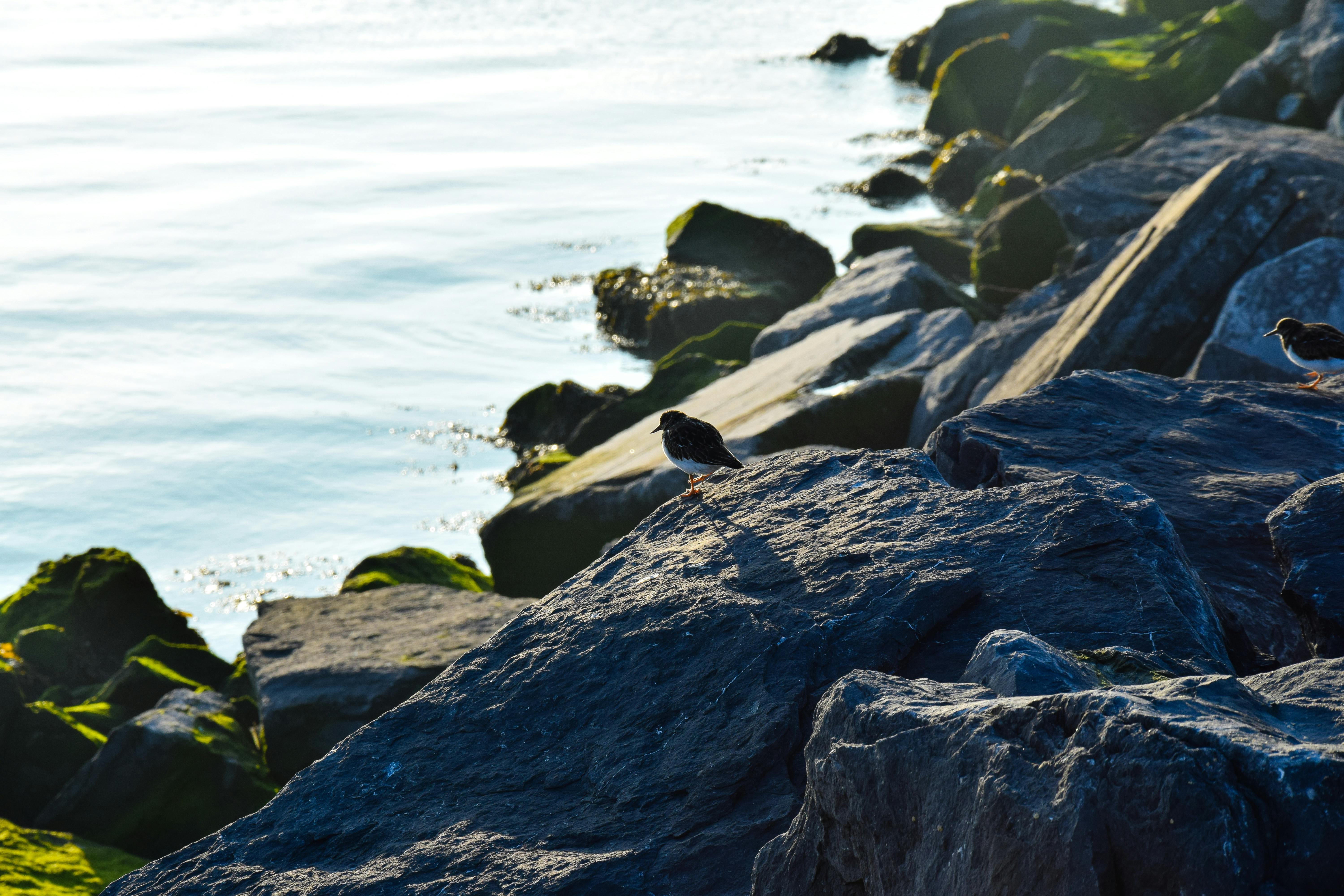 Free stock photo of mossy rocks, salt rocks, sea