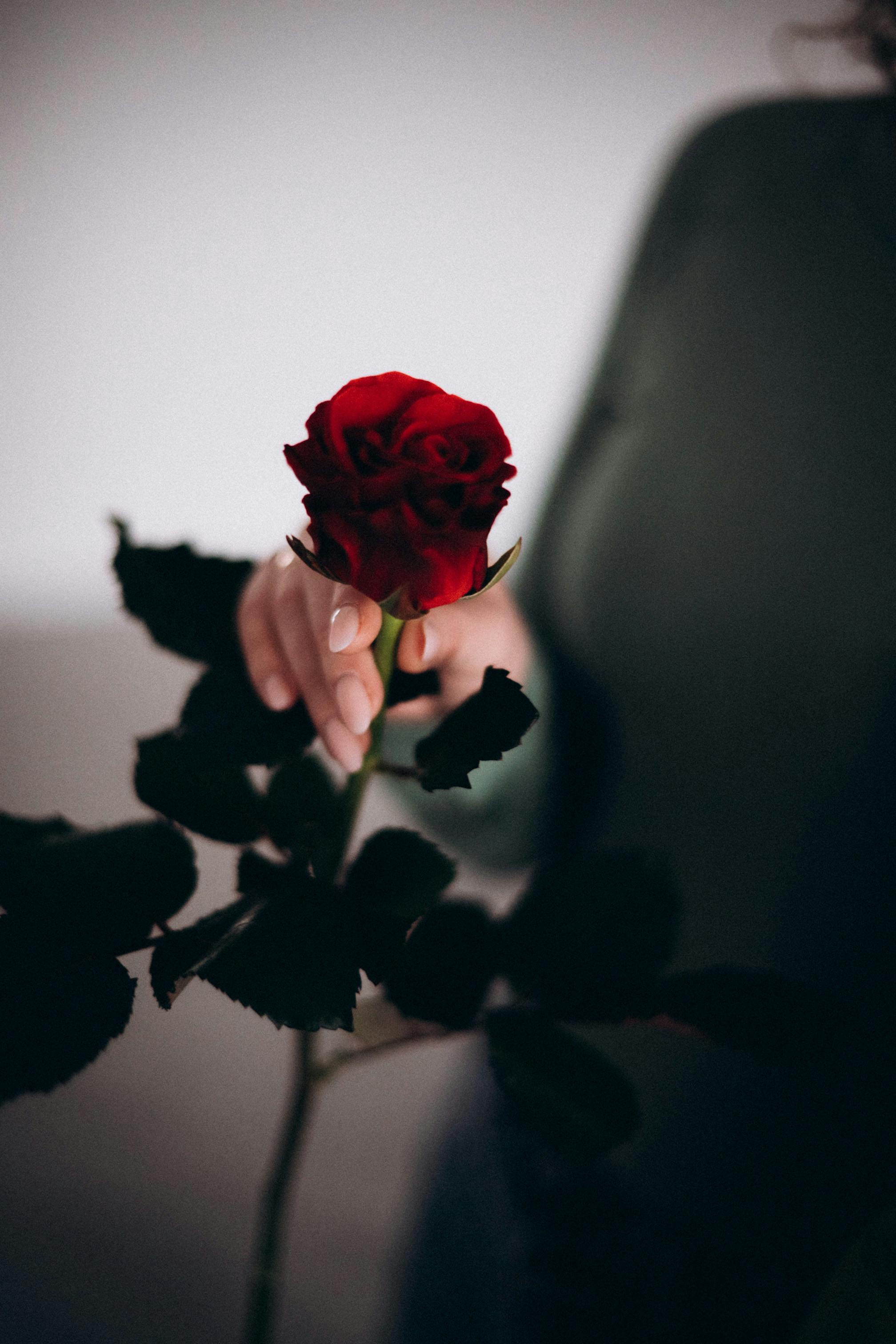 Woman Hand Holding Rose · Free Stock Photo